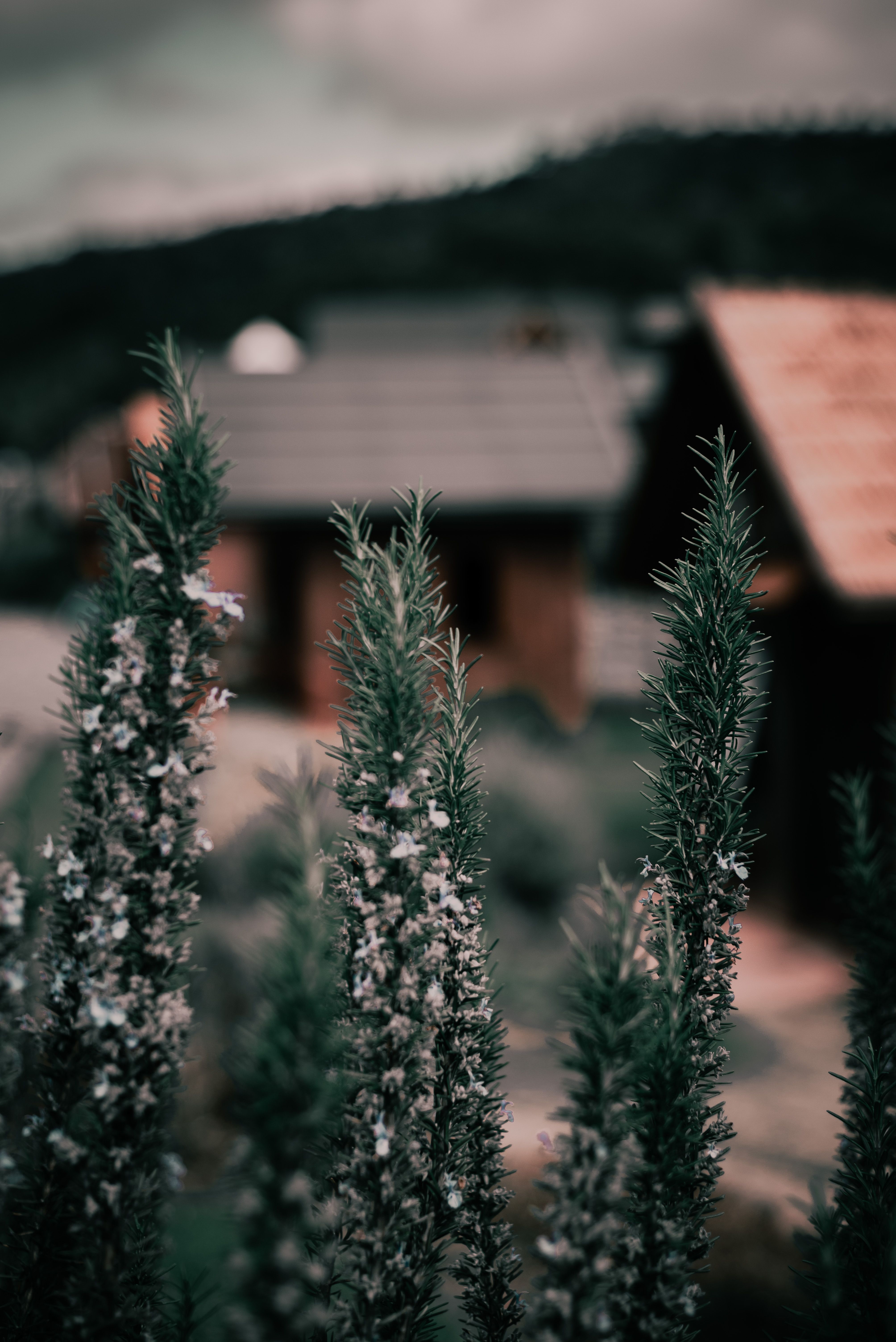 Close-up of Conifer Branches · Free Stock Photo