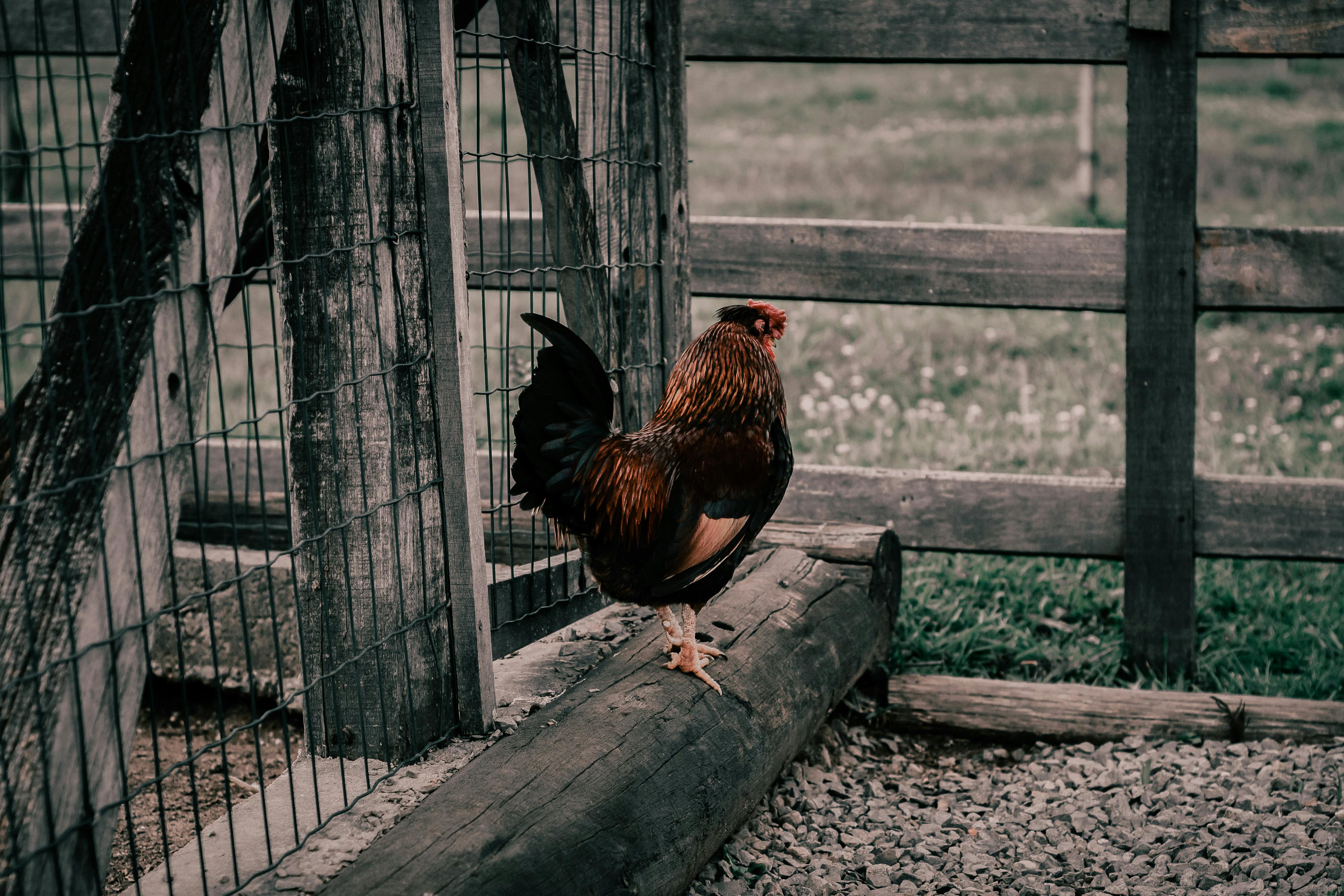 Rooster on a Log · Free Stock Photo