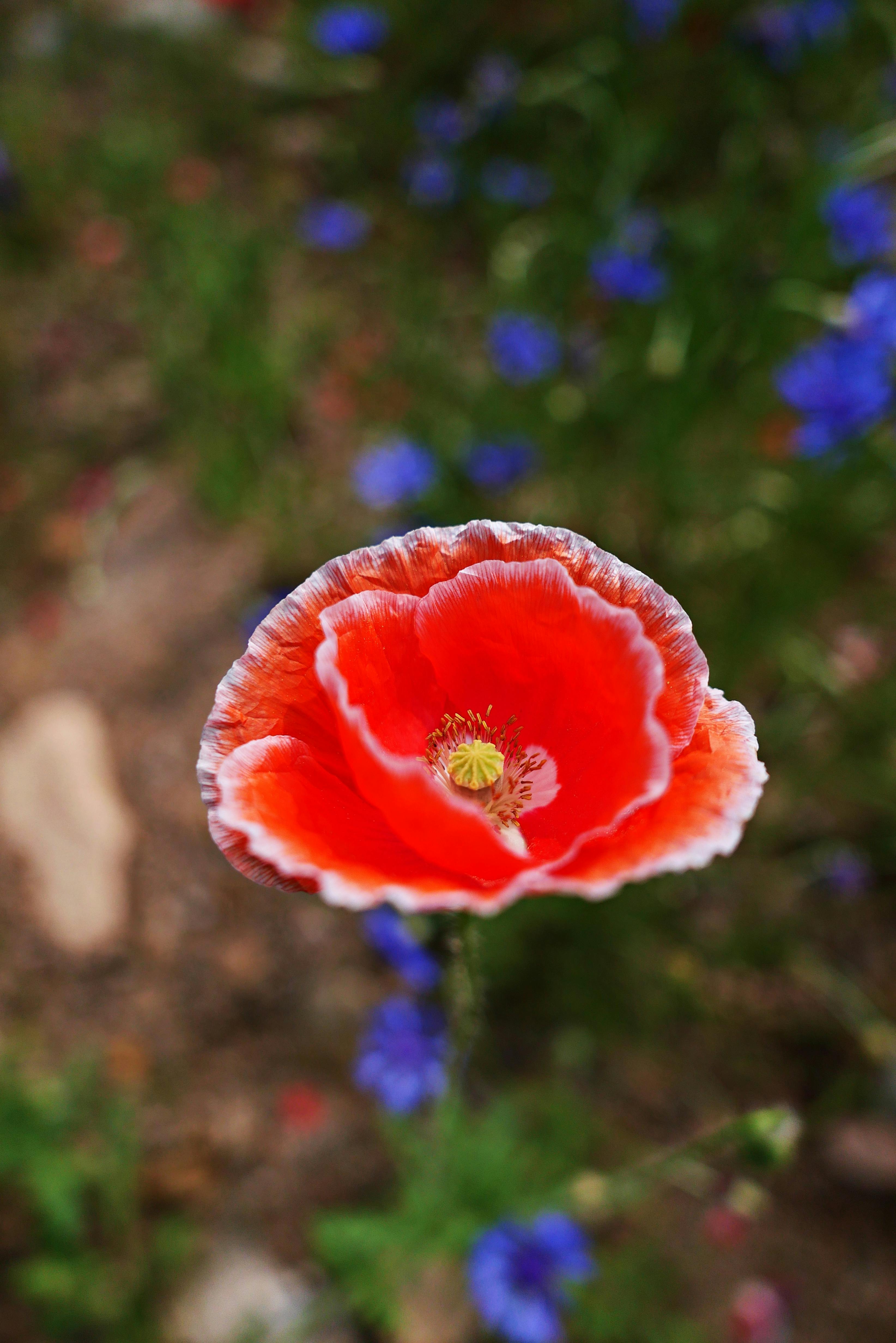 Blue Moon Poppy on a Meadow · Free Stock Photo