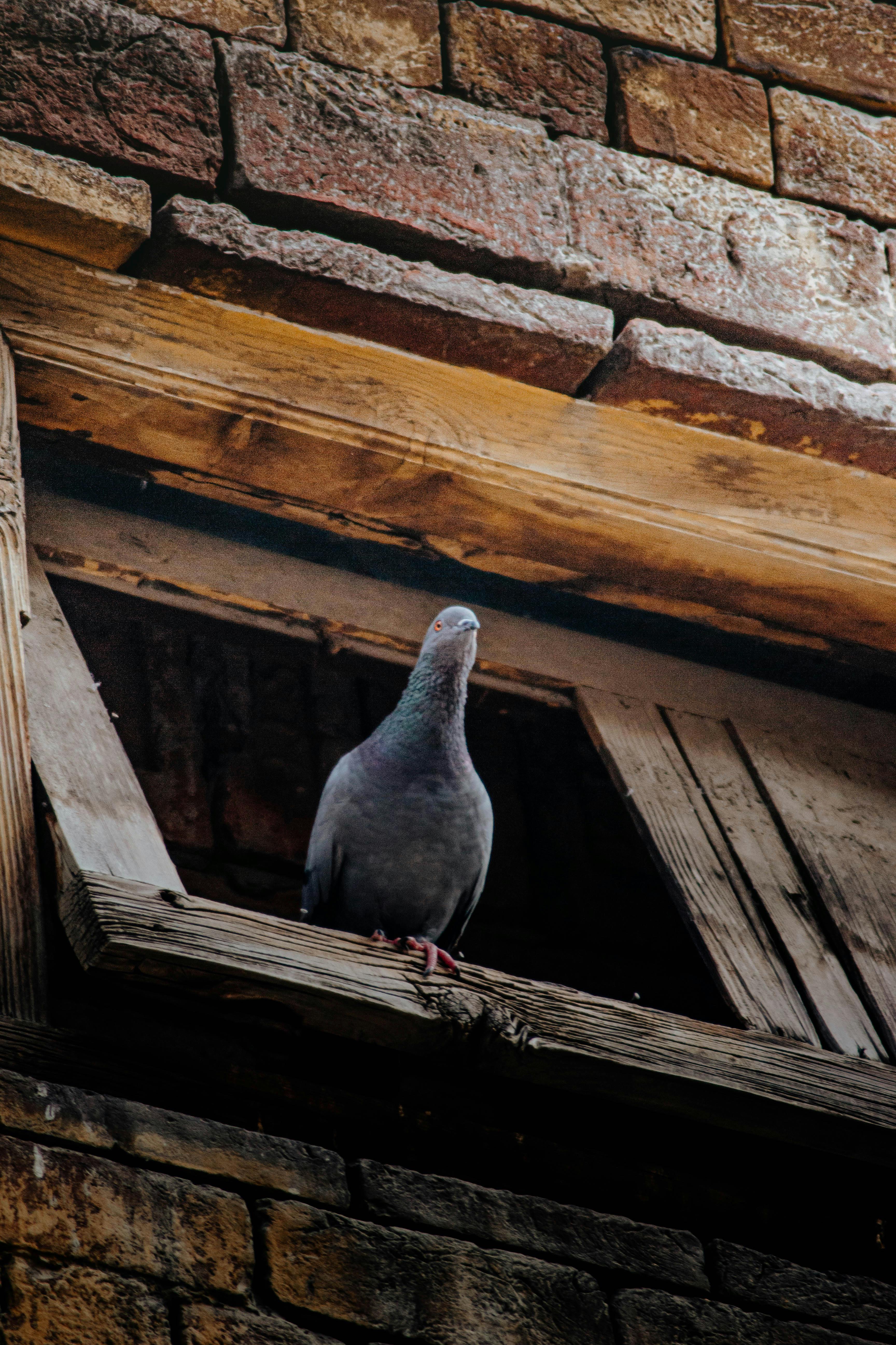 Gray Pigeon on Black Metal Frame · Free Stock Photo