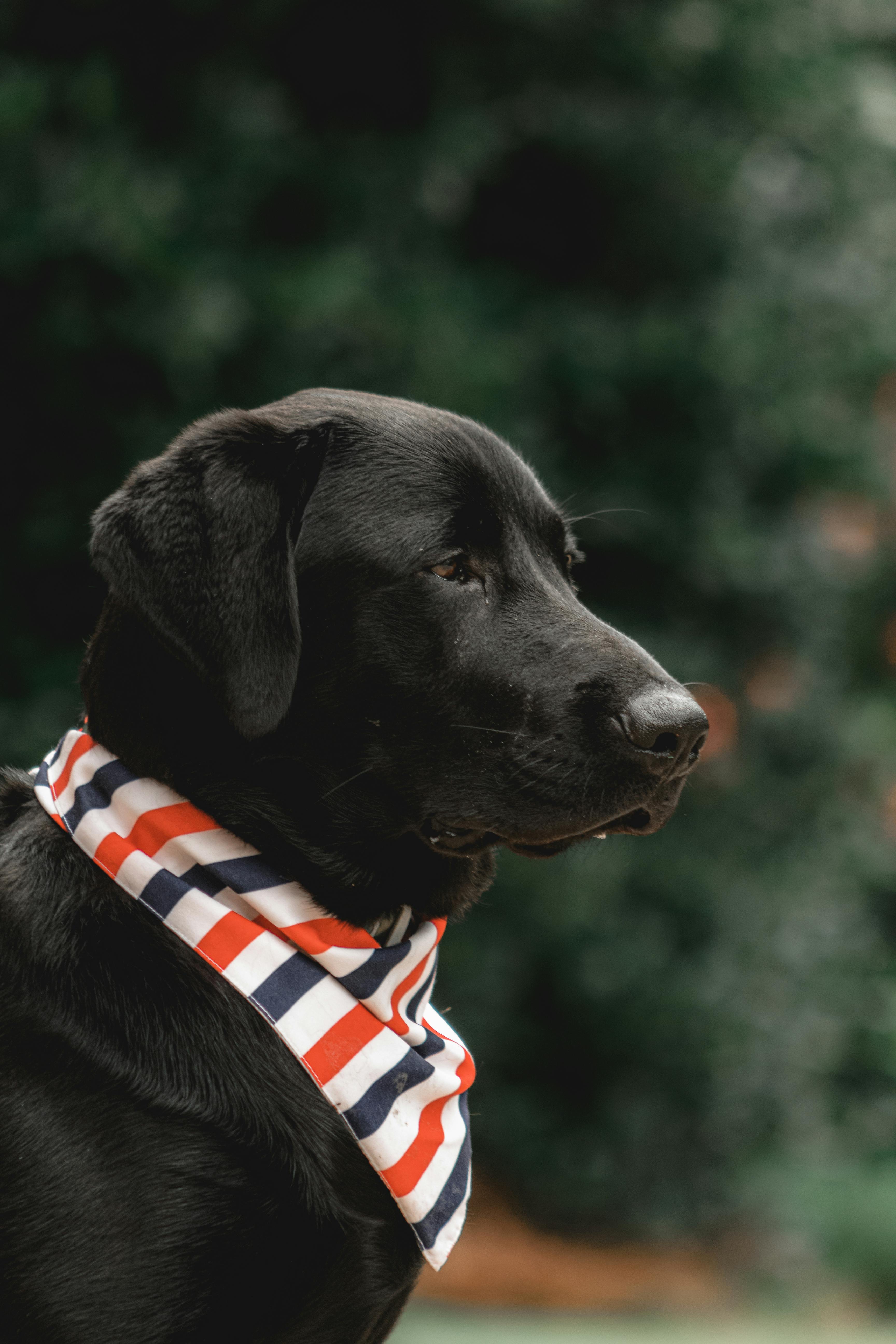 Black Labrador Retriever With Stripes Bandana · Free Stock Photo