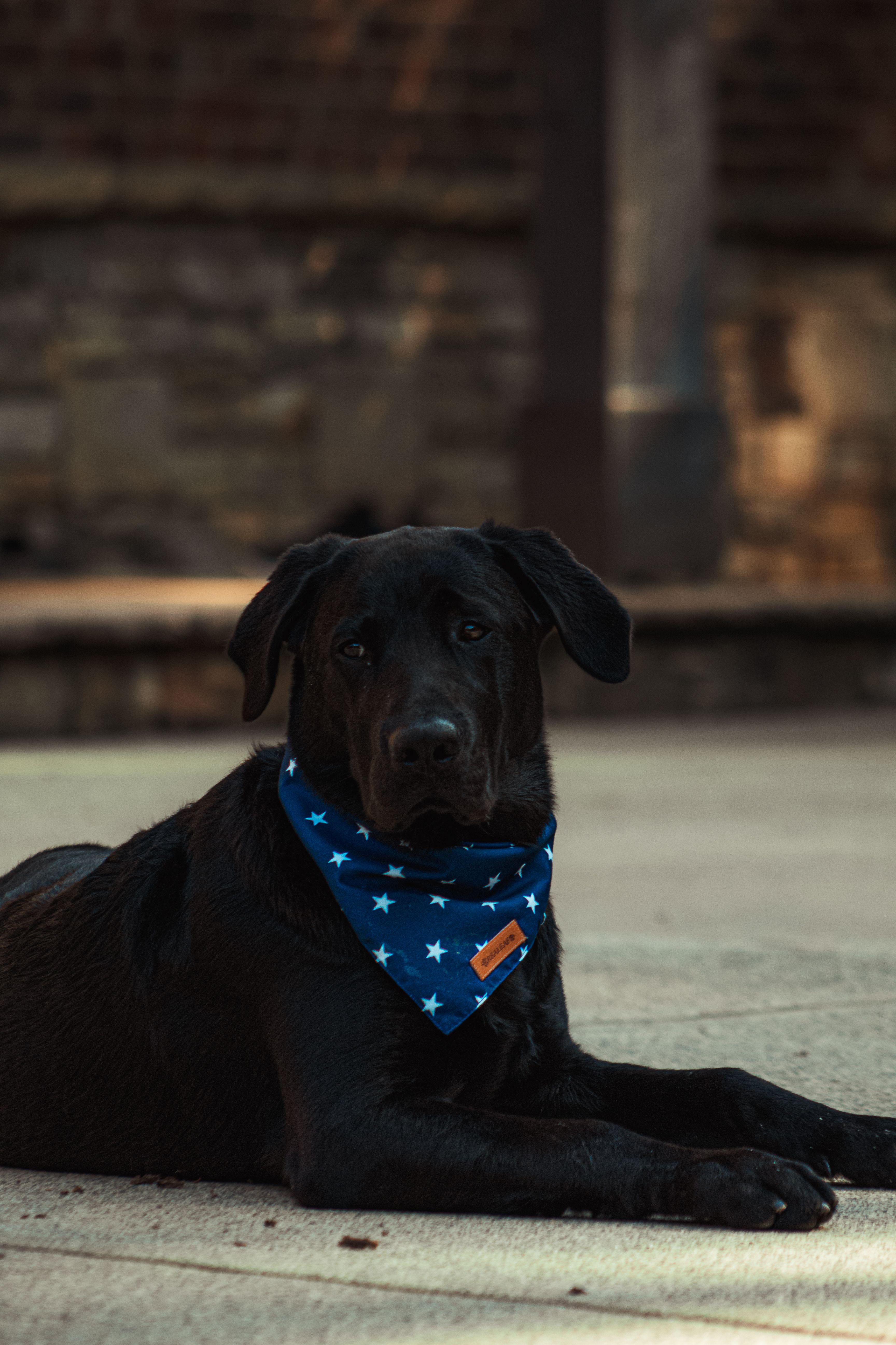 Photo of a Black Labrador Retriever in a Blue Bandana · Free Stock Photo