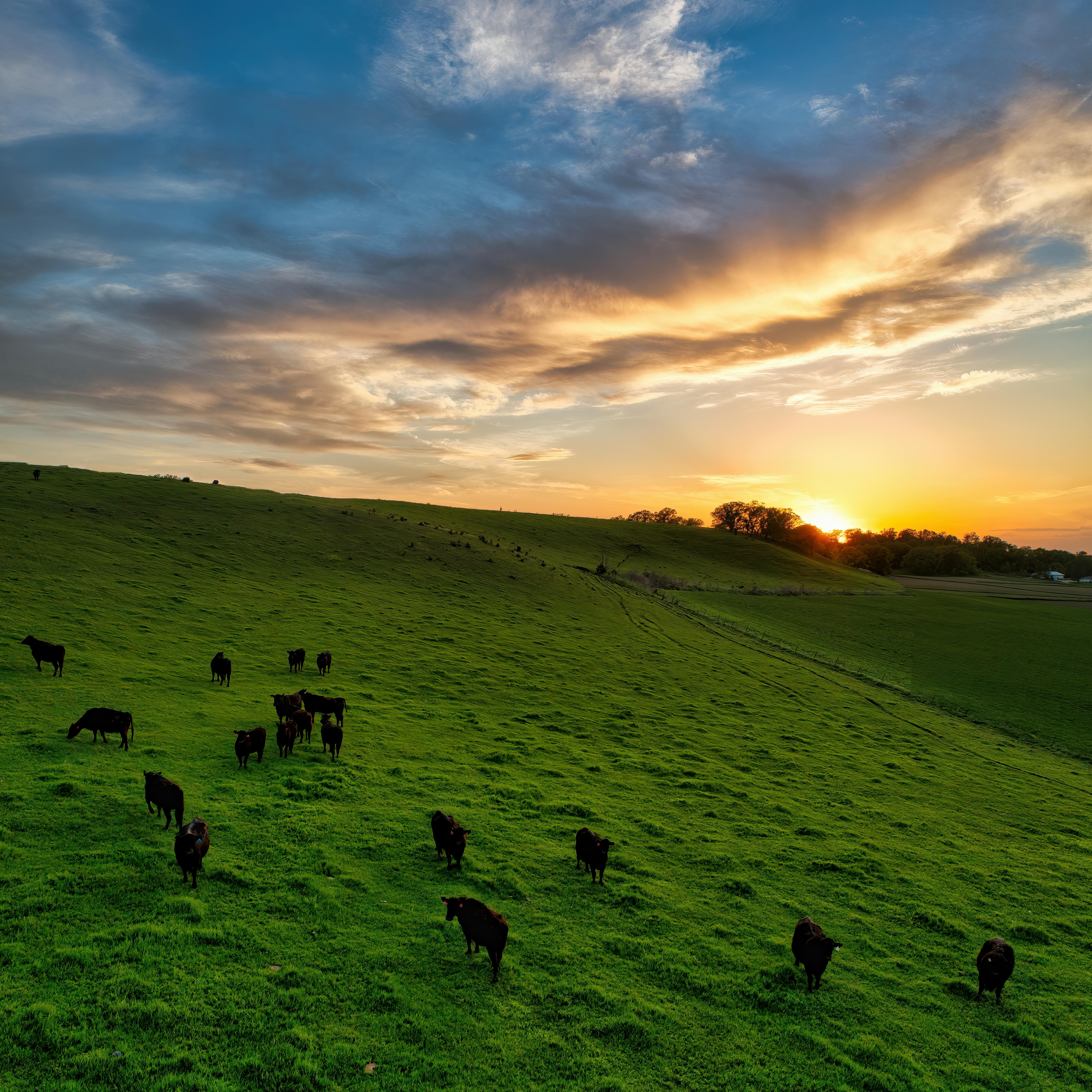 Herd of Cow on Green Grassland · Free Stock Photo