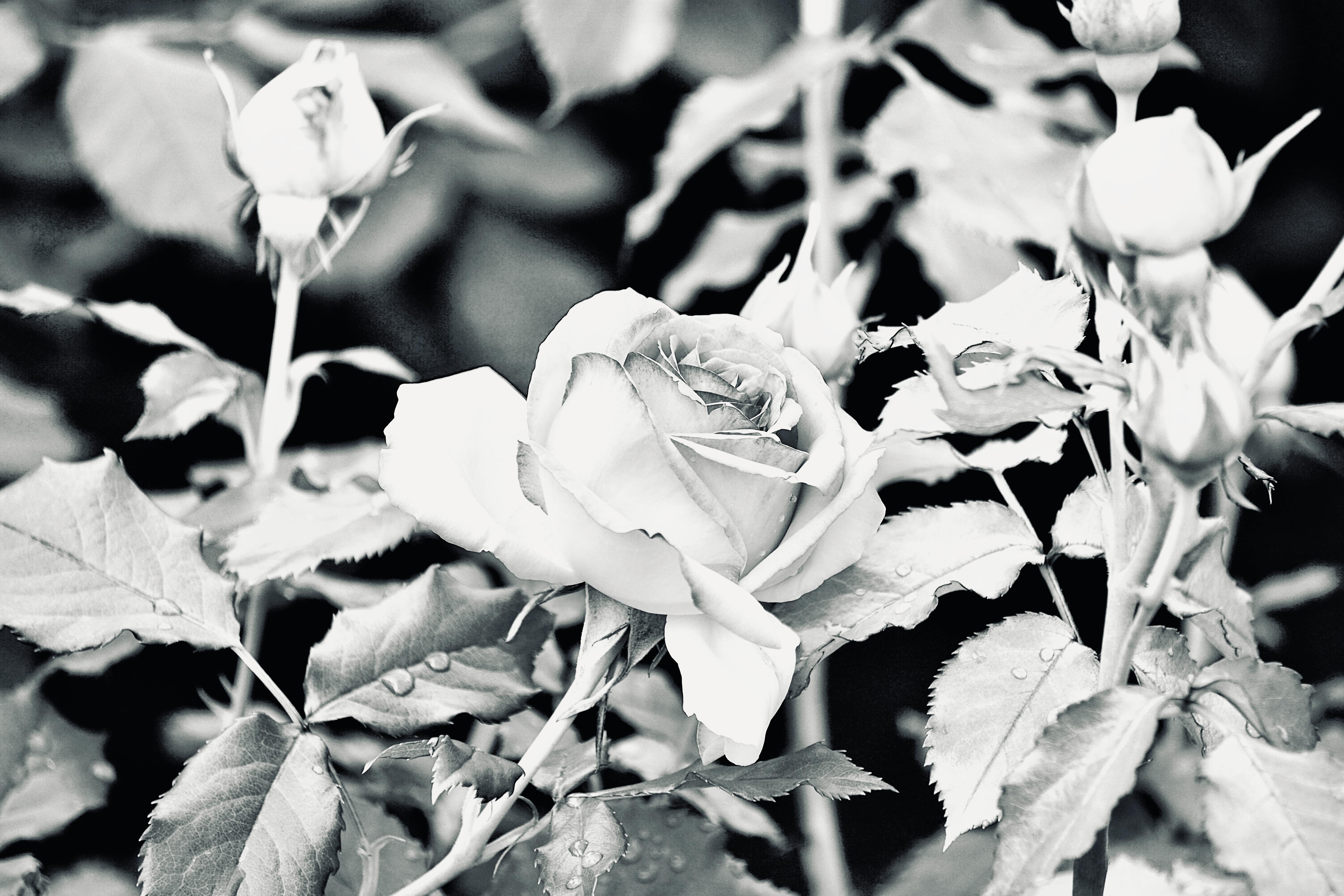 Grayscale Photo of Blooming Roses · Free Stock Photo