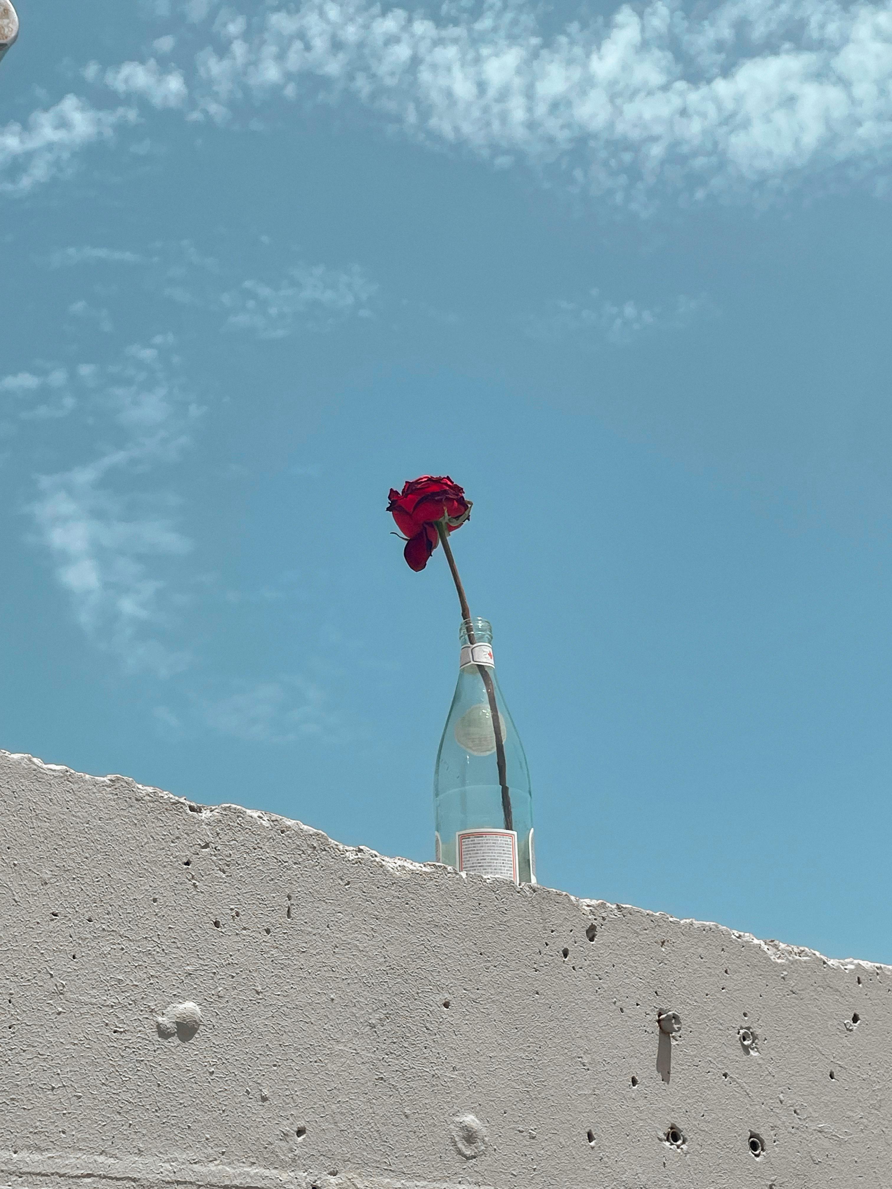 Red Rose in an Empty Glass Bottle · Free Stock Photo