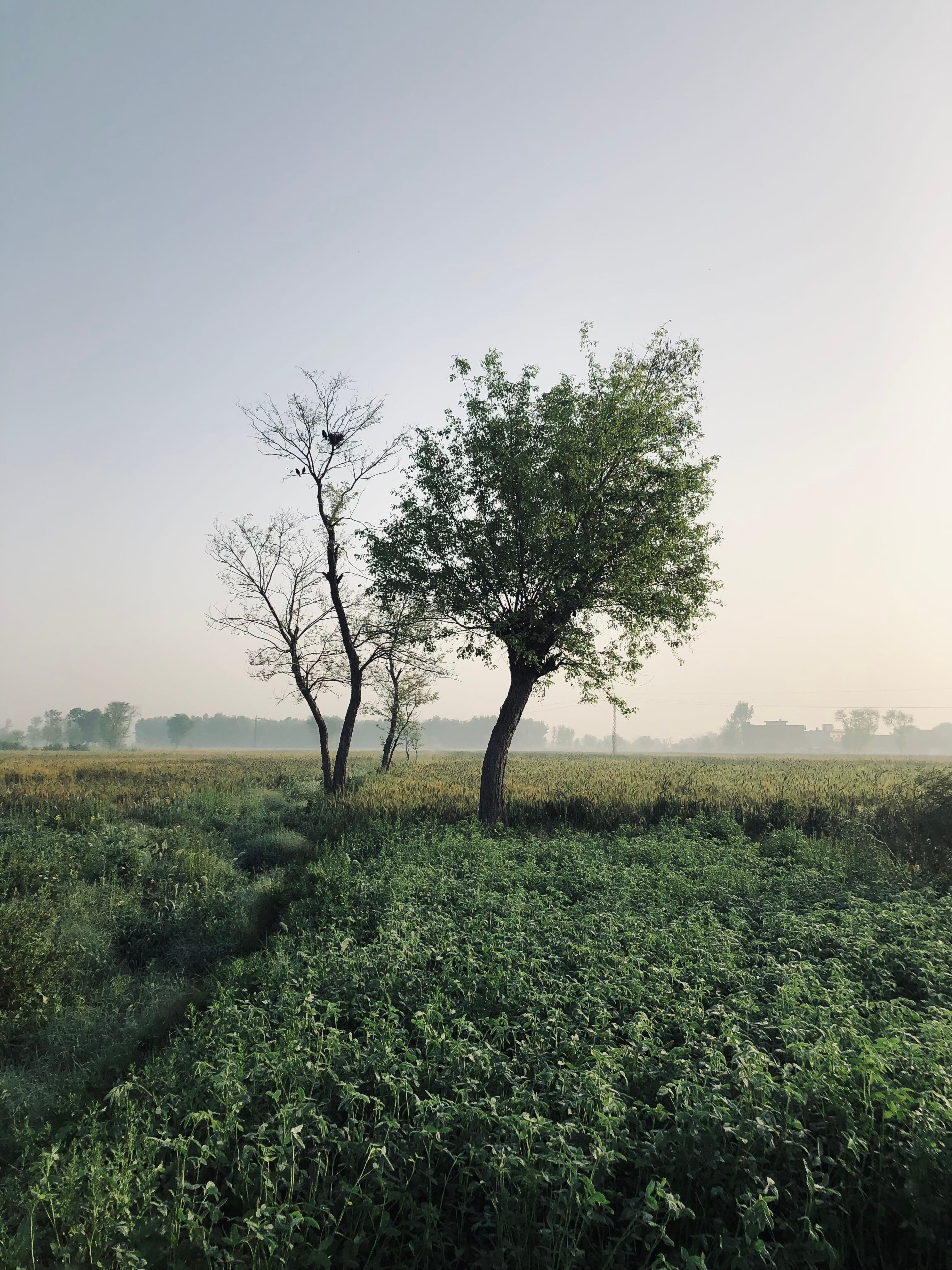 Trees on Meadow behind Fence · Free Stock Photo