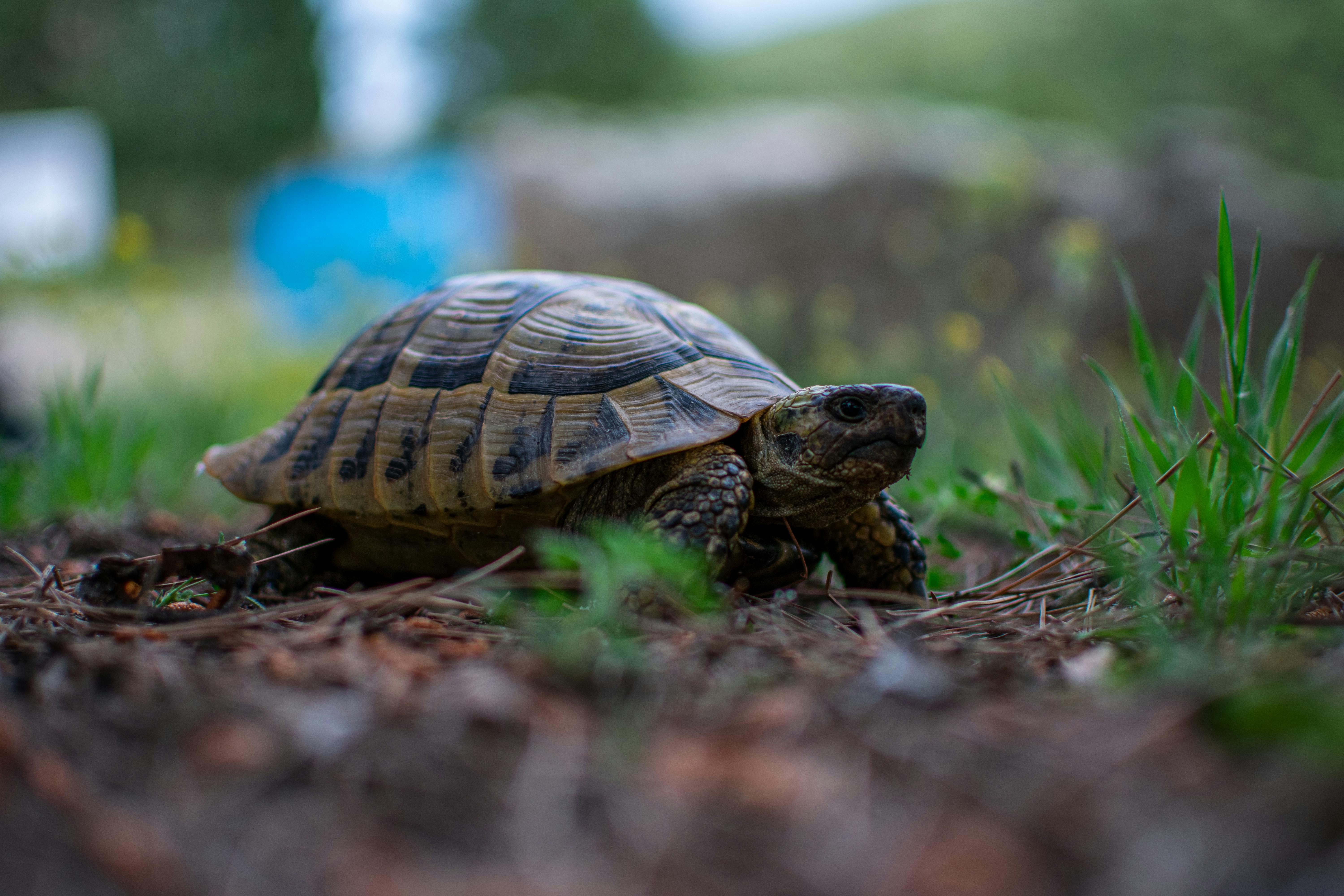 Photo of a Turtle Shell · Free Stock Photo