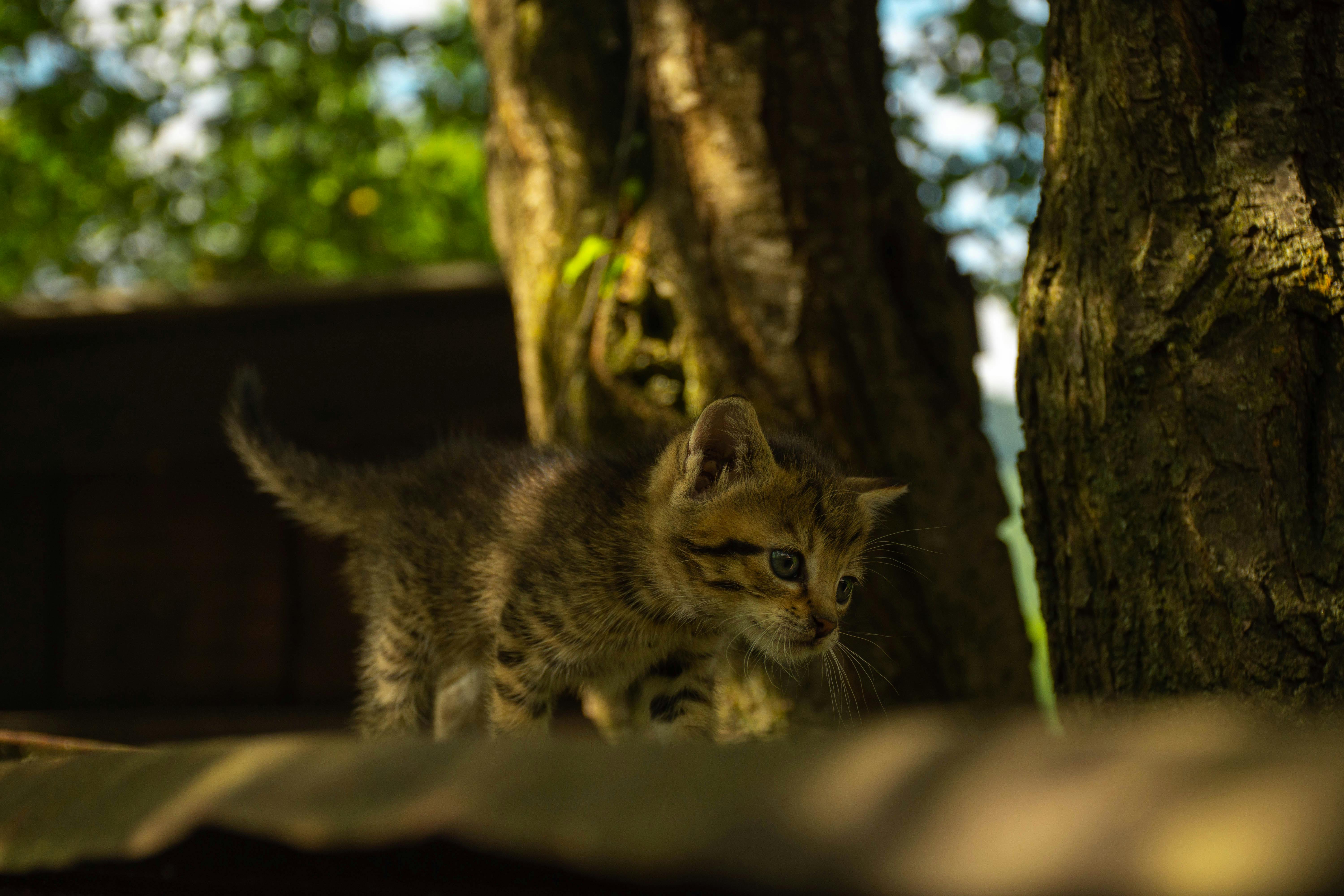Close-Up Shot of an Adorable Kitten · Free Stock Photo