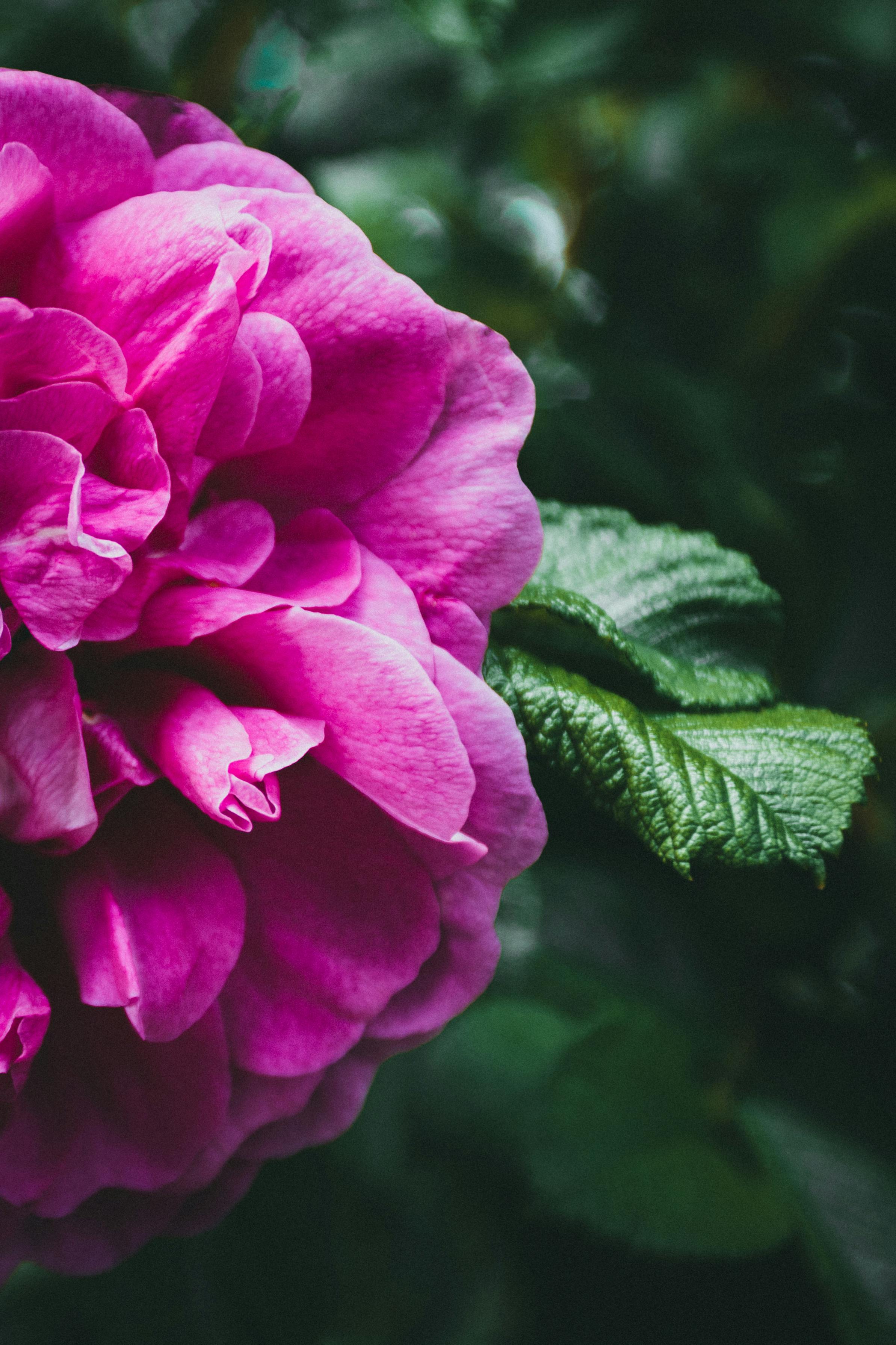 A Pink Rose in Bloom · Free Stock Photo