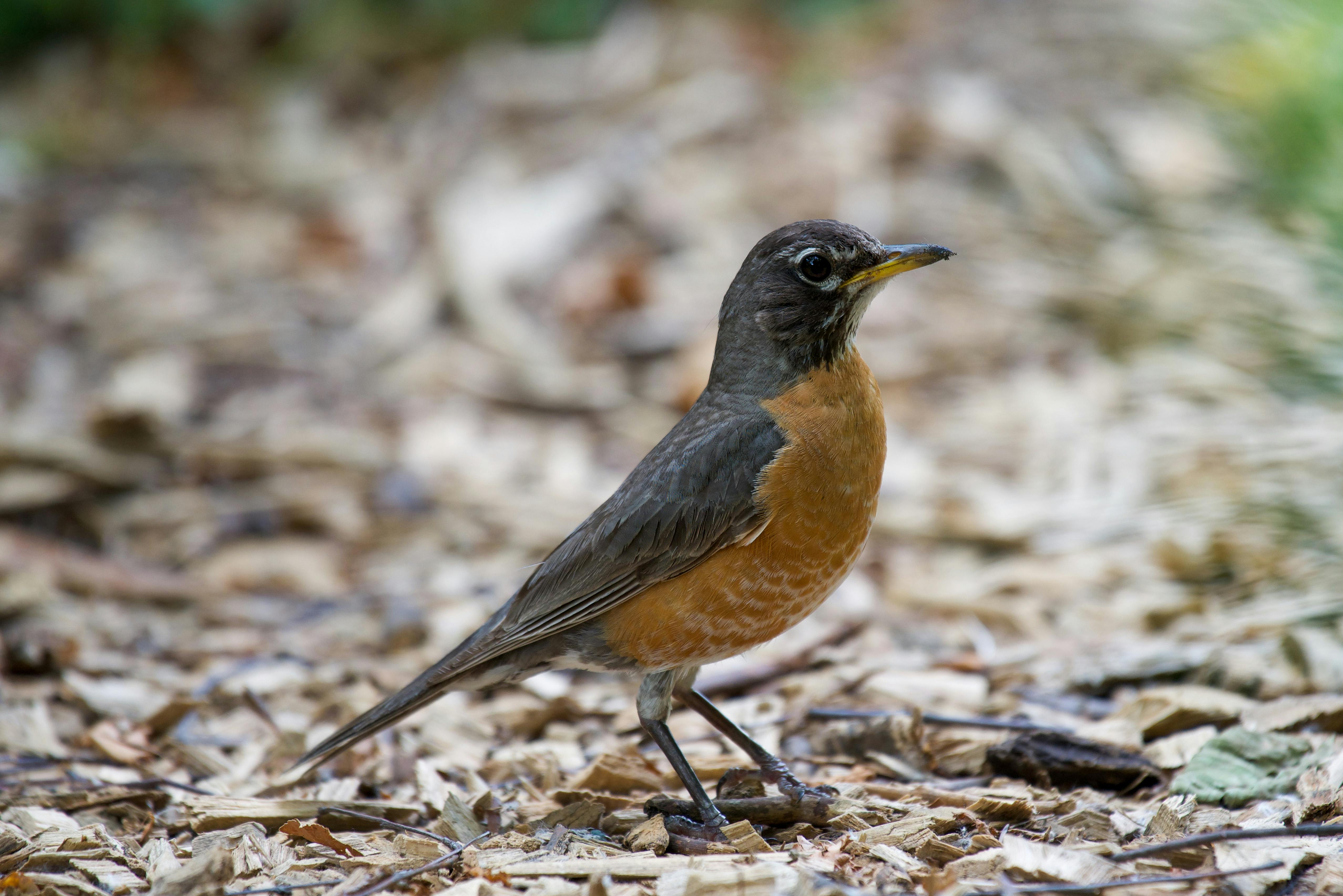 Close up of American Robin · Free Stock Photo