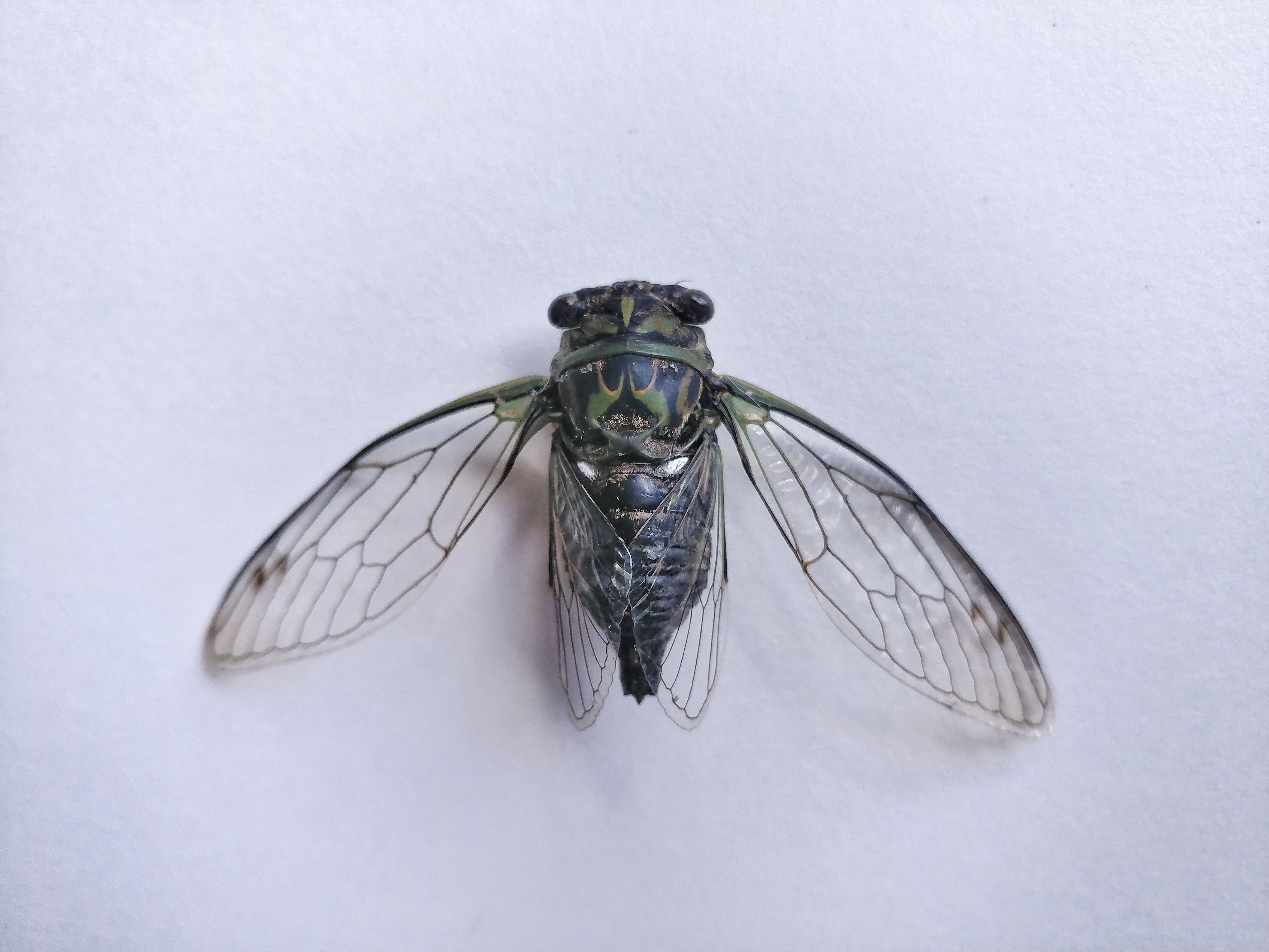 Cicada Tosena Albata Photos, Download The BEST Free Cicada Tosena ...