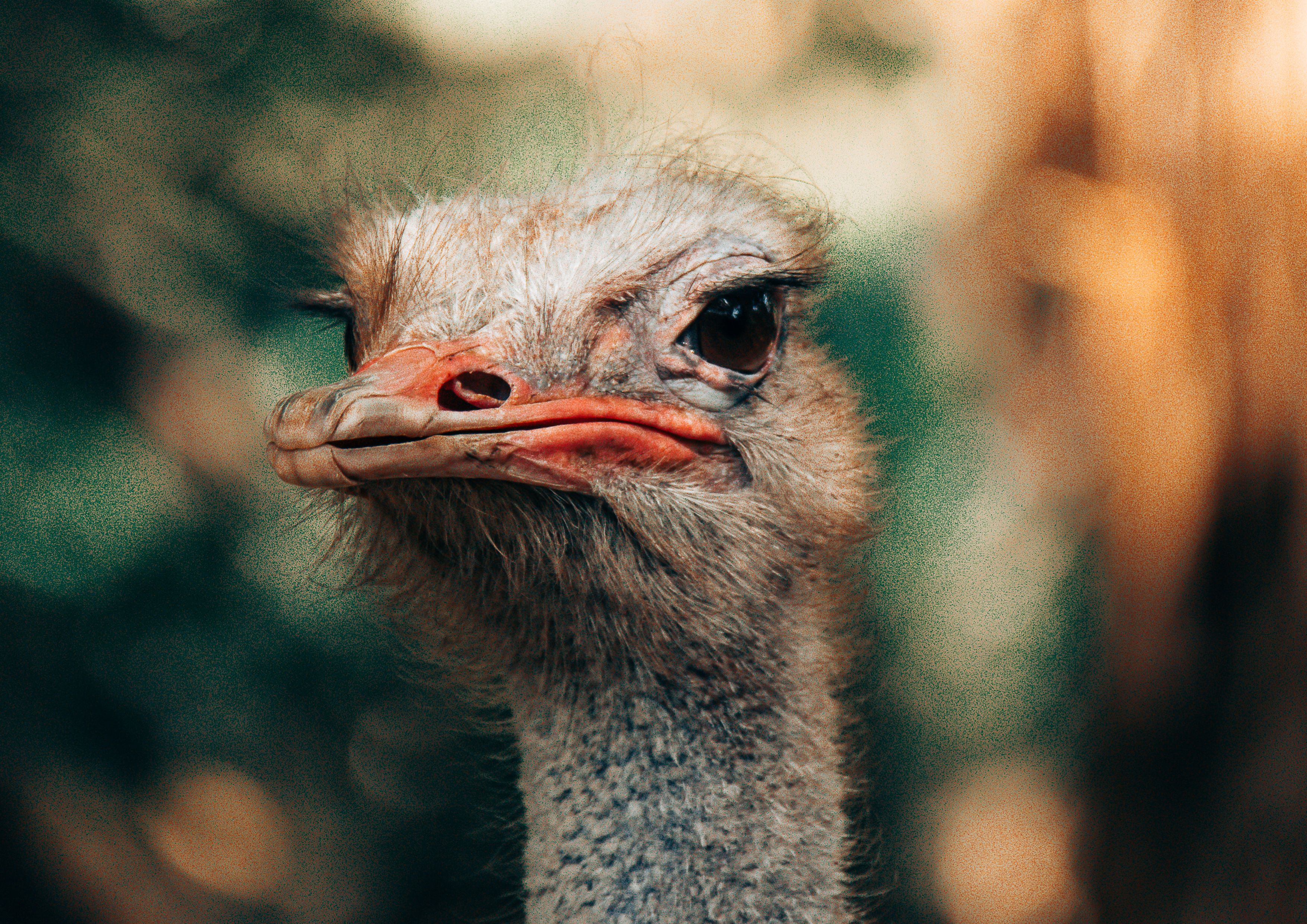Close-Up Shot of an Ostrich · Free Stock Photo