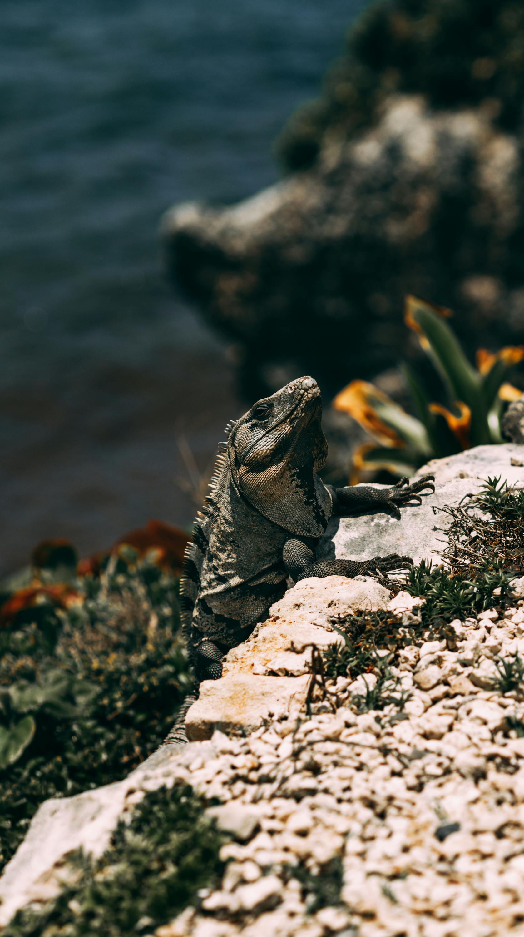 Iguana Climbing Curb · Free Stock Photo