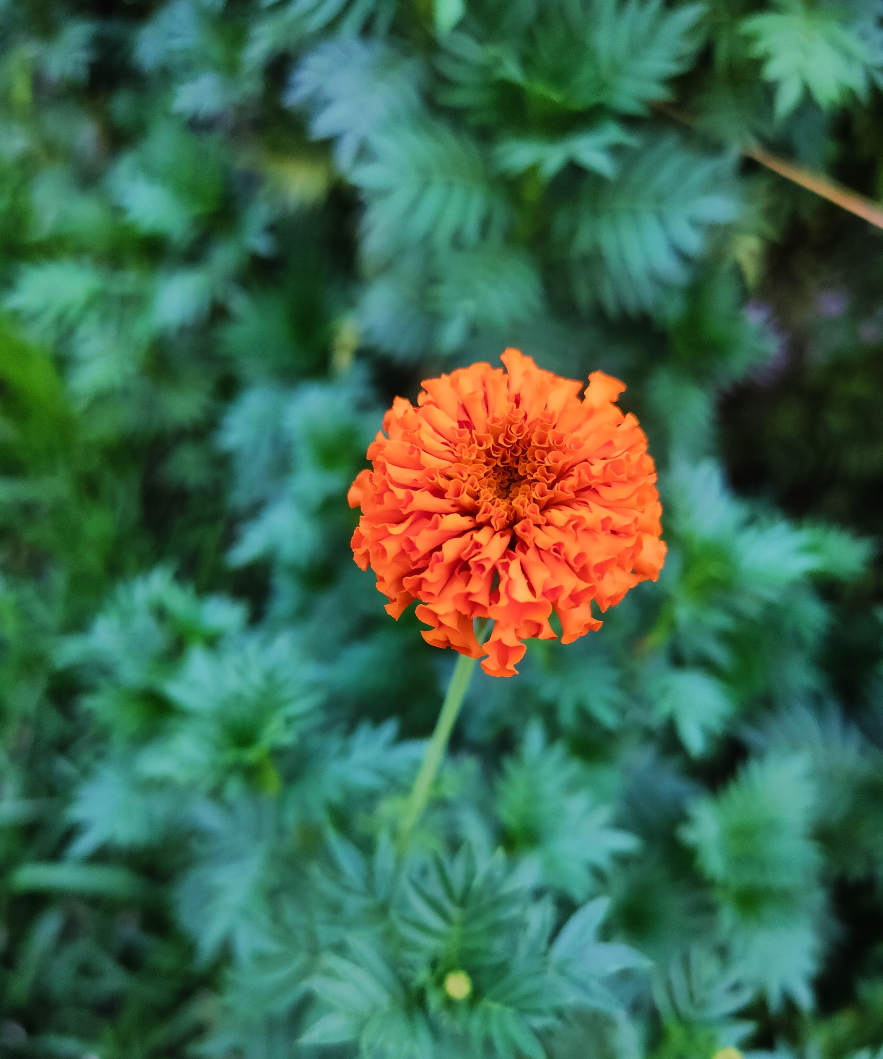Blooming Marigold Flower · Free Stock Photo