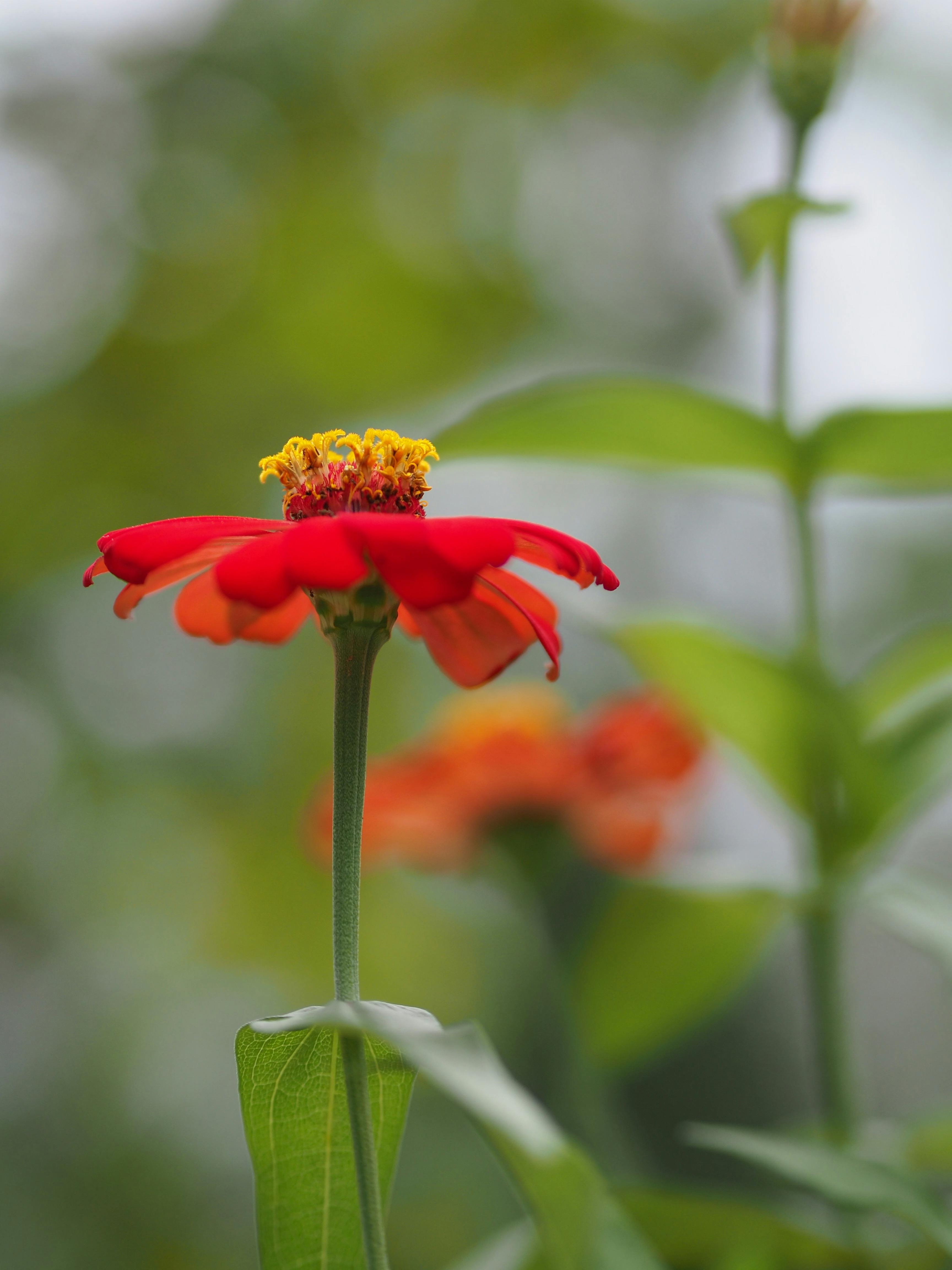 Close-Up Photo of Red Flower · Free Stock Photo