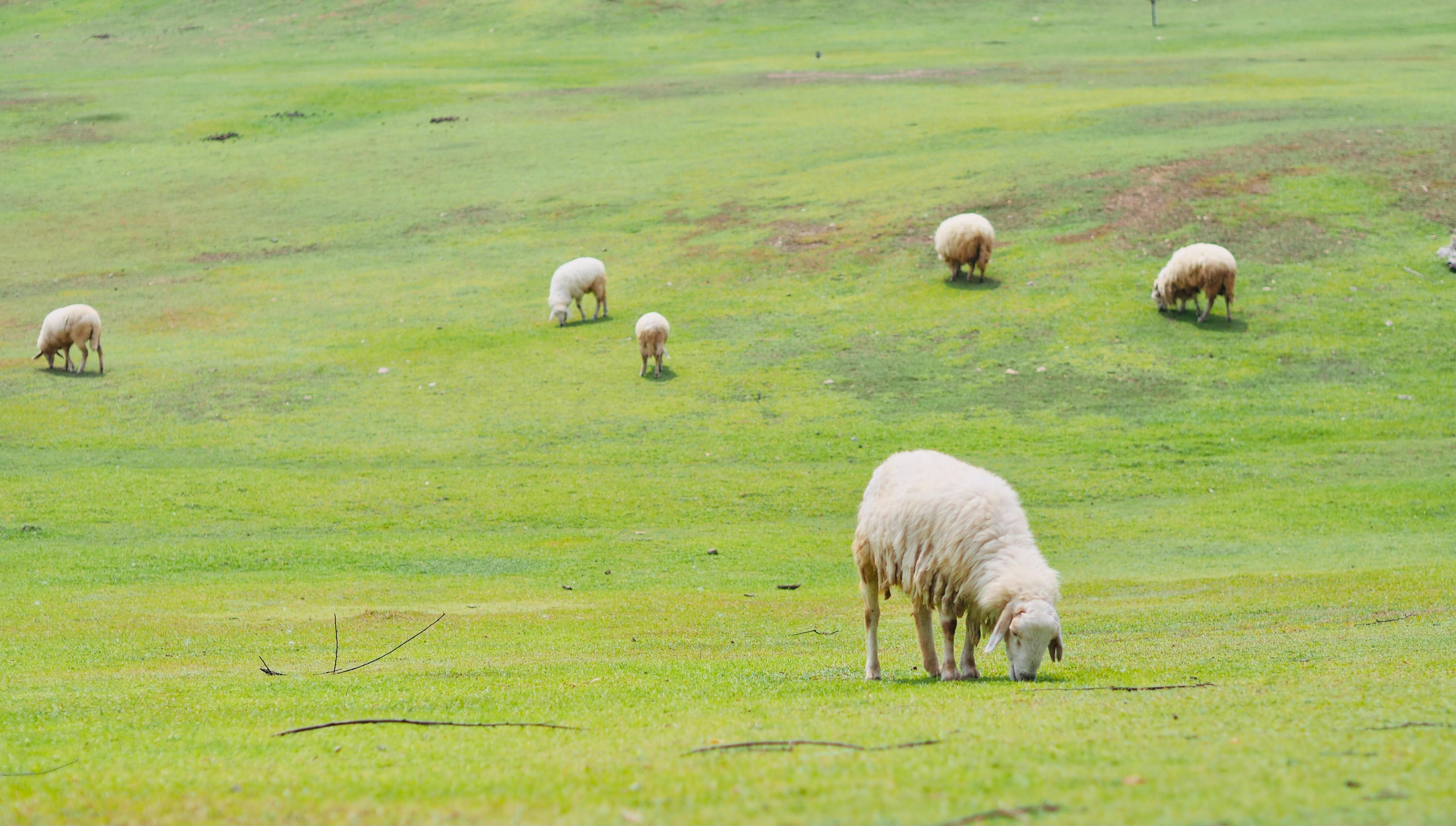 Sheep Eating Grass on a Pasture · Free Stock Photo