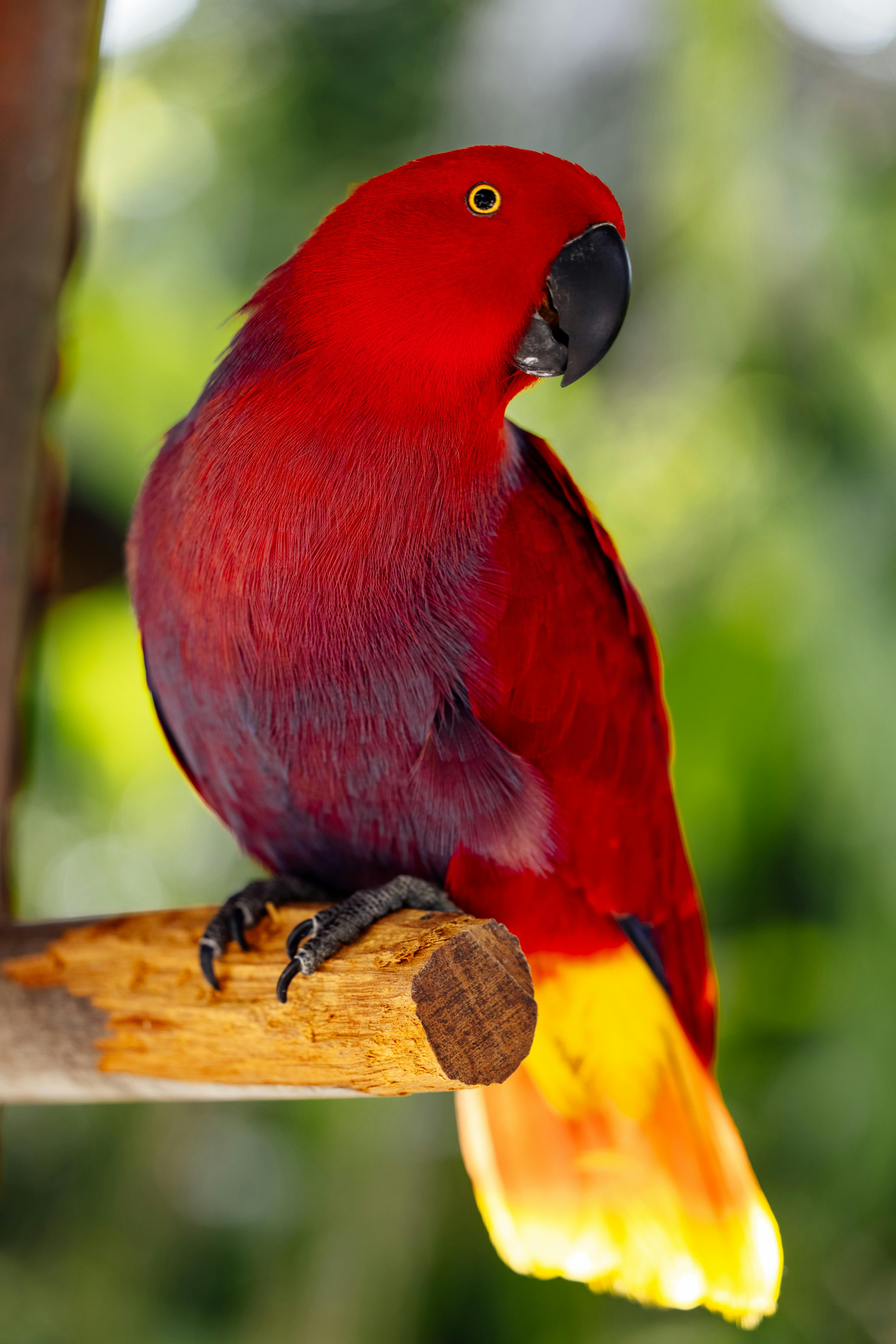 Red Bird in Close Up Photography · Free Stock Photo