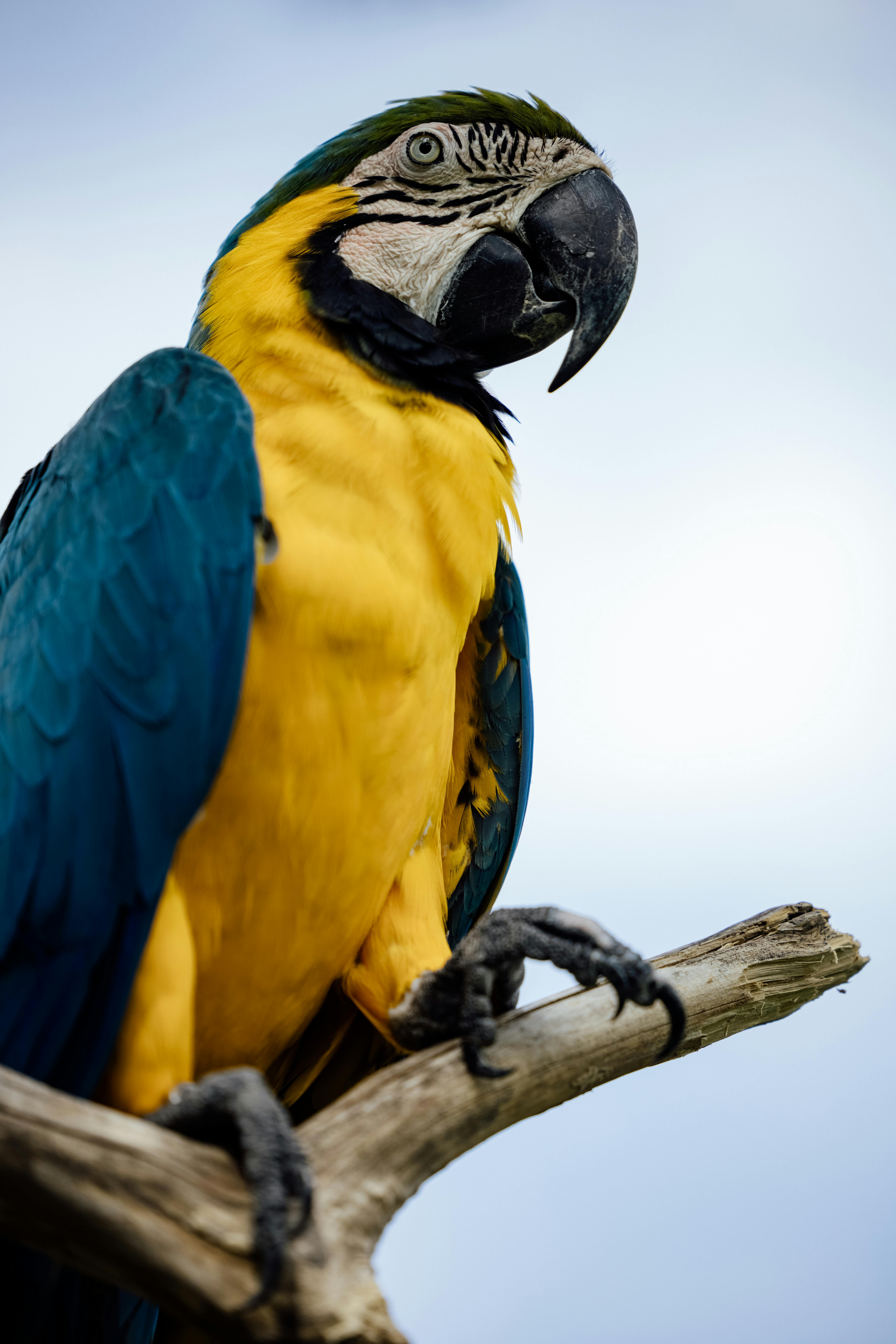 Parrot Perched on Wood · Free Stock Photo