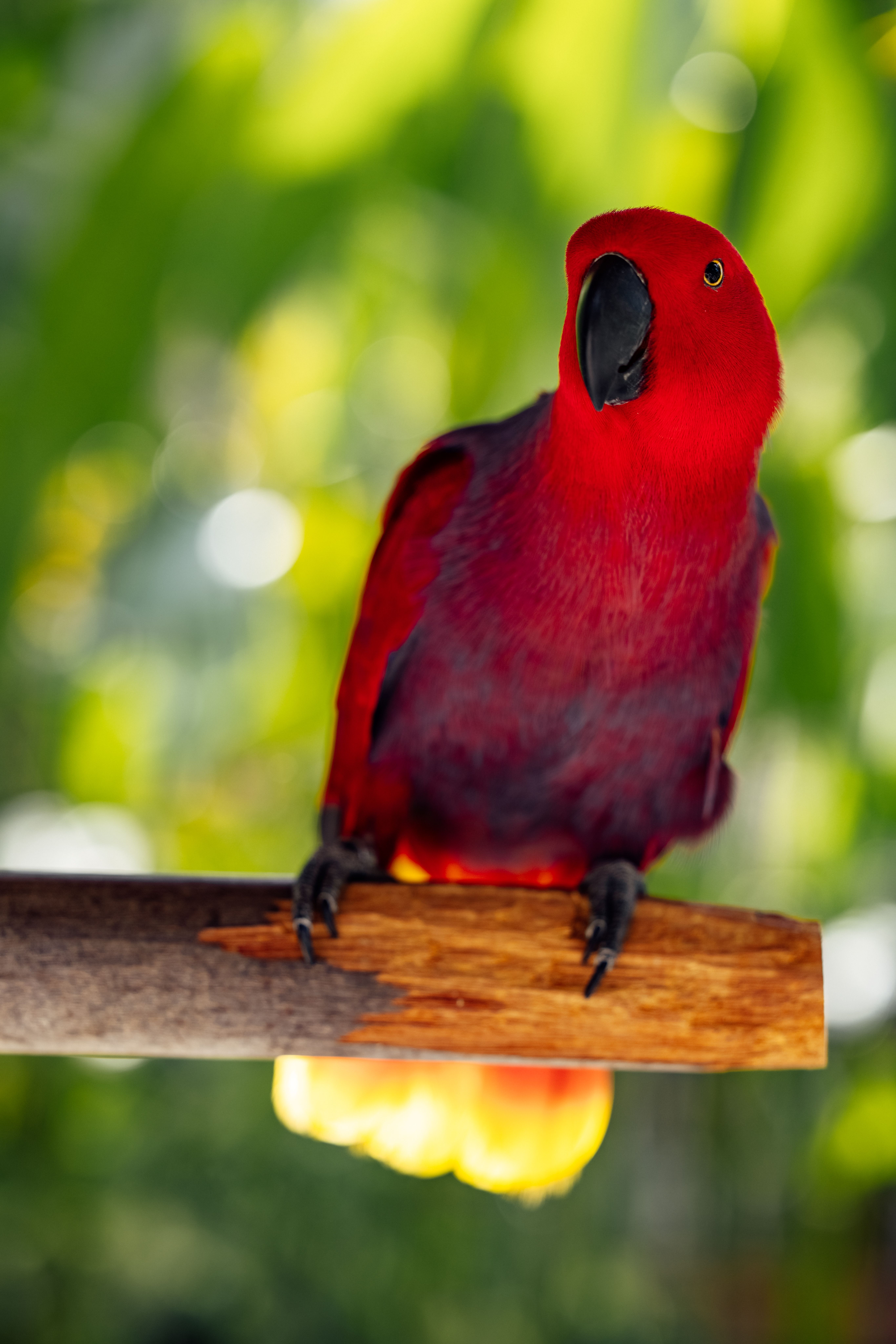An Electus parrot Perched o Tree Brach · Free Stock Photo
