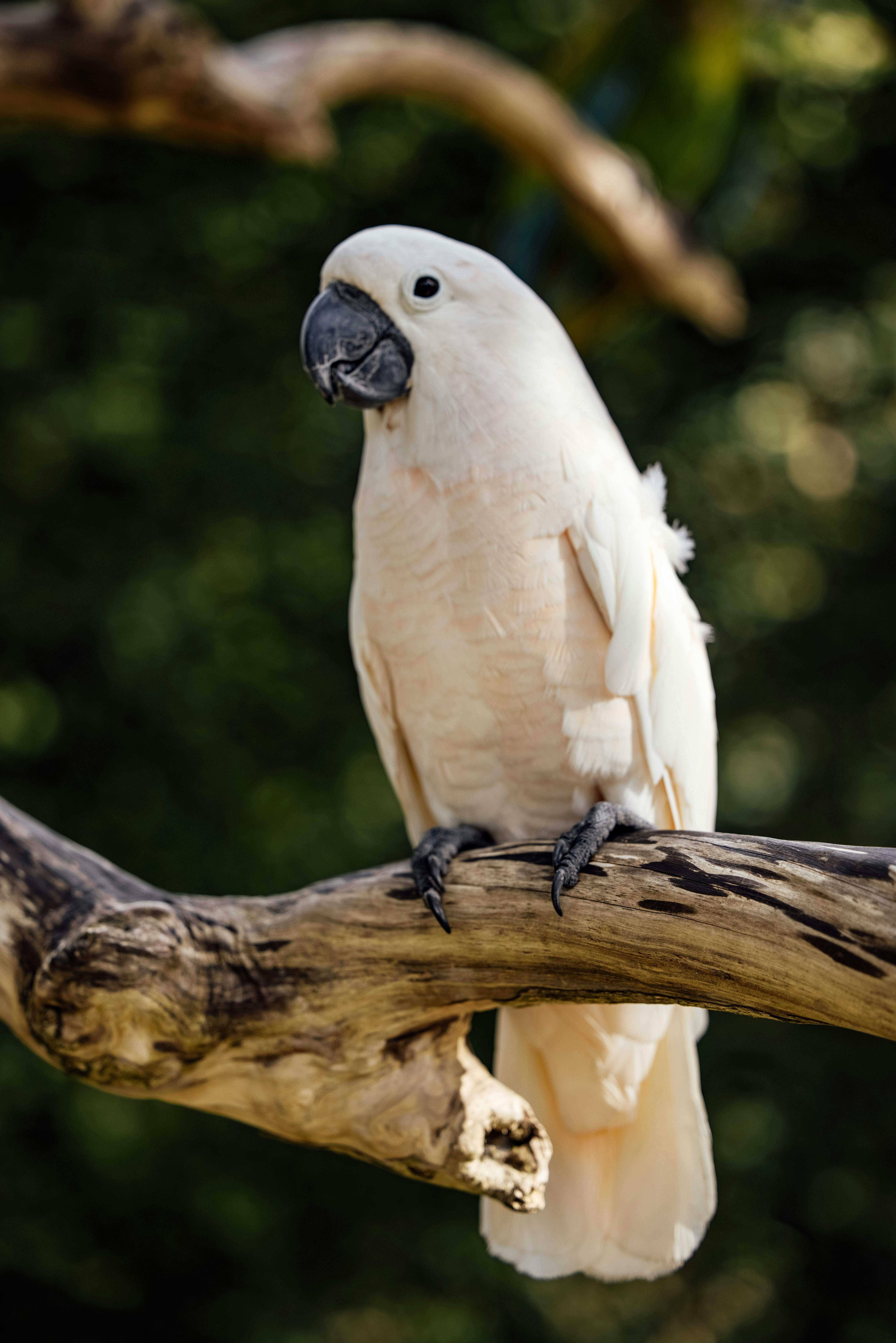 Cockatoo Photos, Download The BEST Free Cockatoo Stock Photos & HD Images