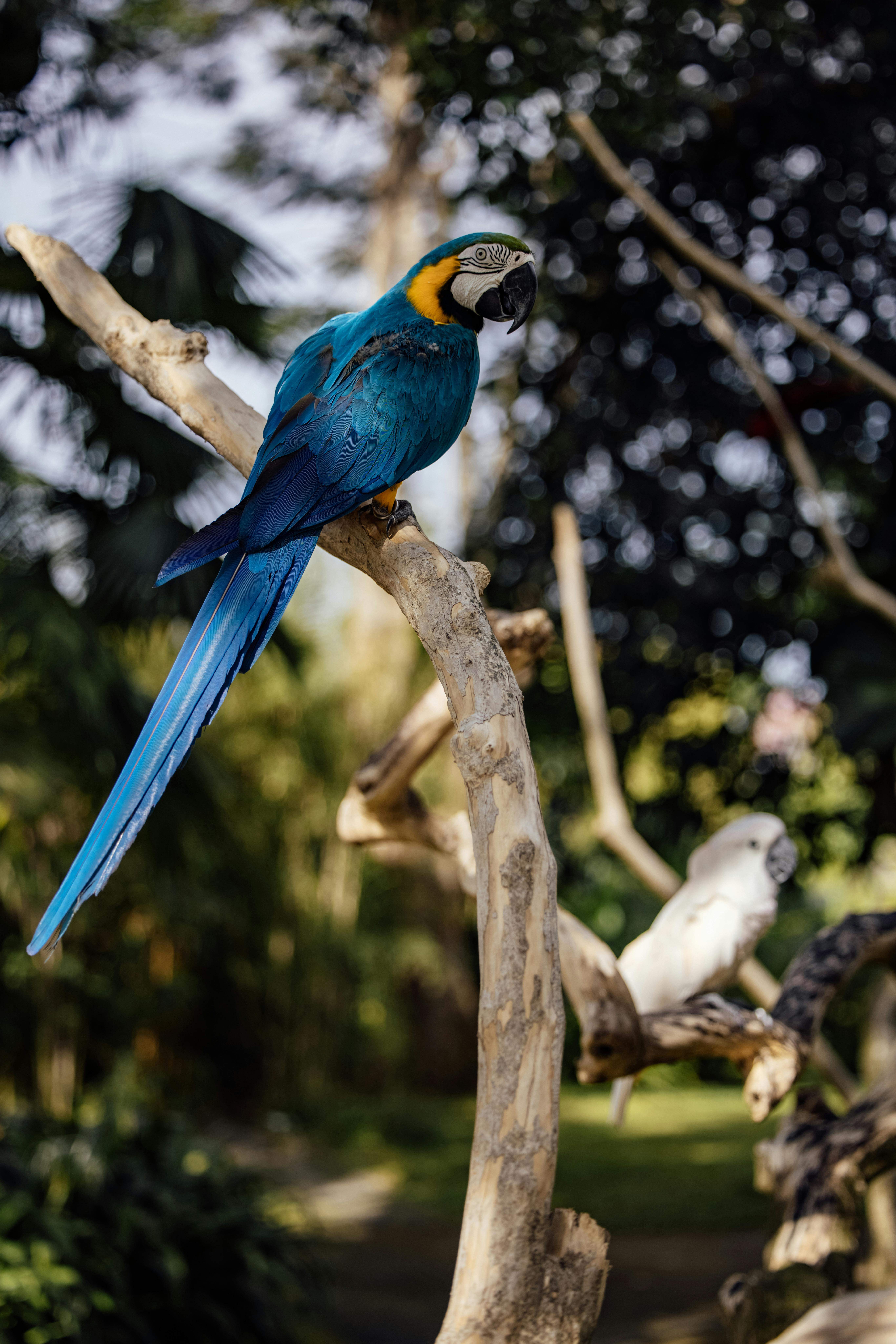 Macaw Bird on Brown Tree Branch · Free Stock Photo