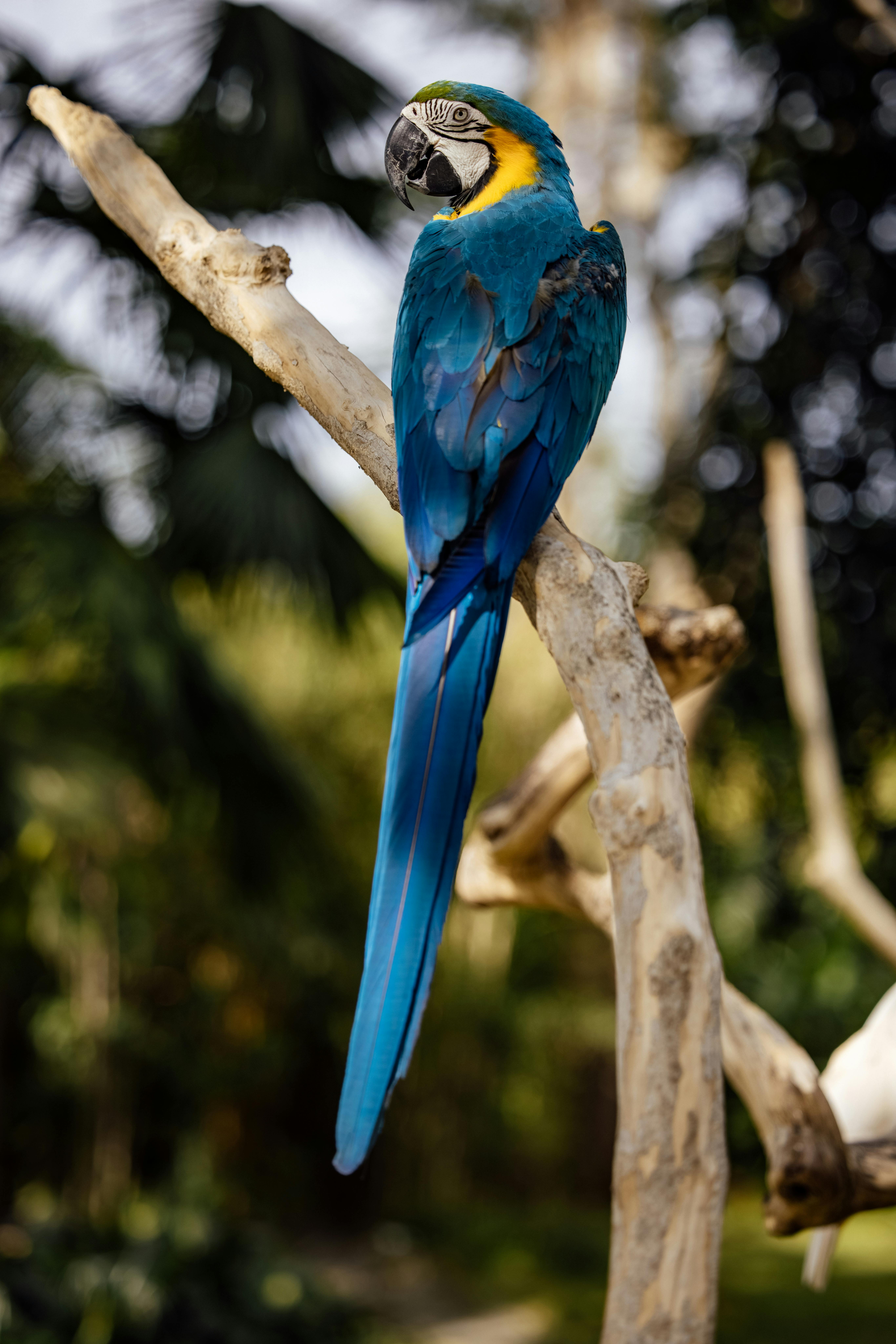Macaw Bird on Tree Branch · Free Stock Photo