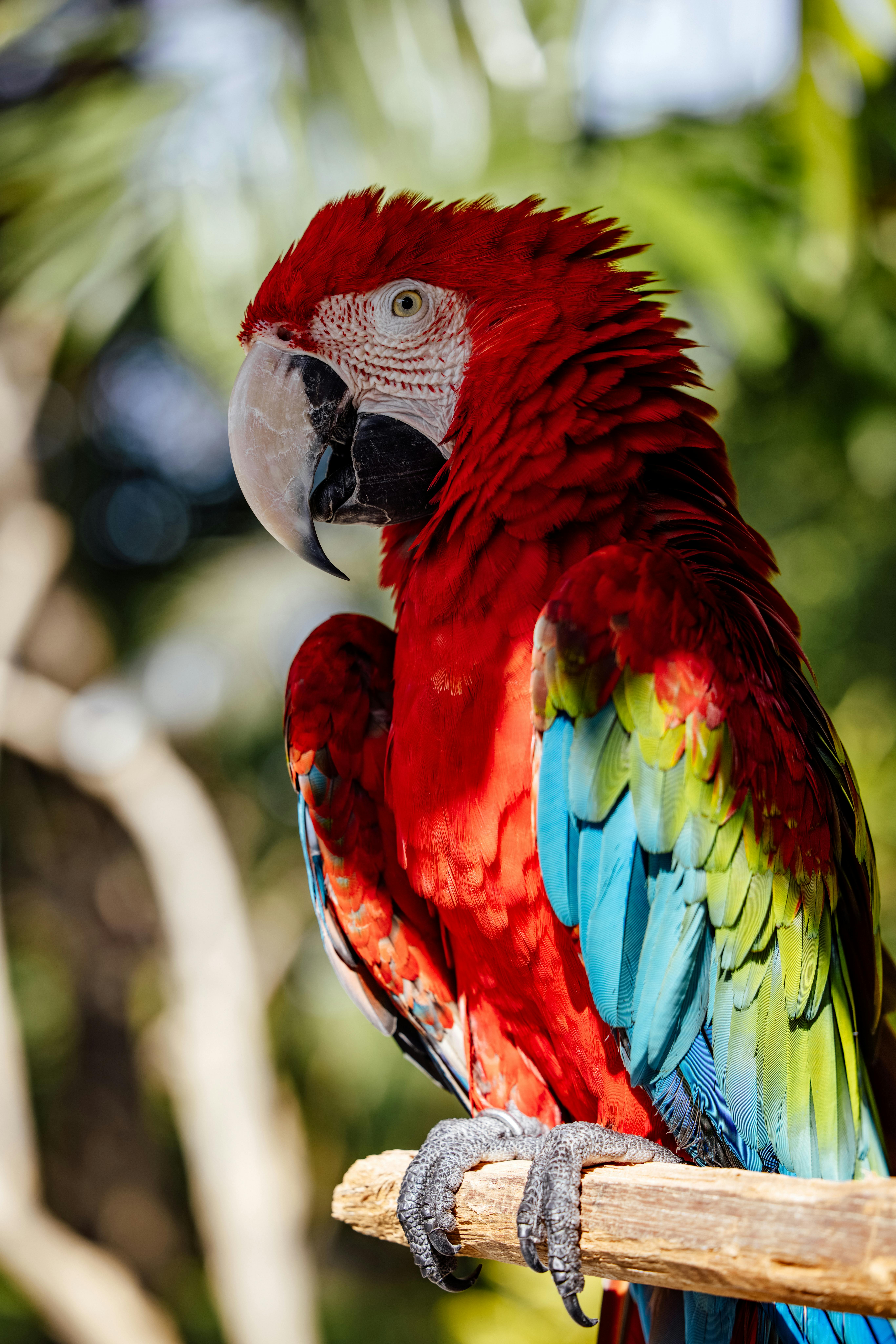 Exotic Parrot Sitting in Nature · Free Stock Photo
