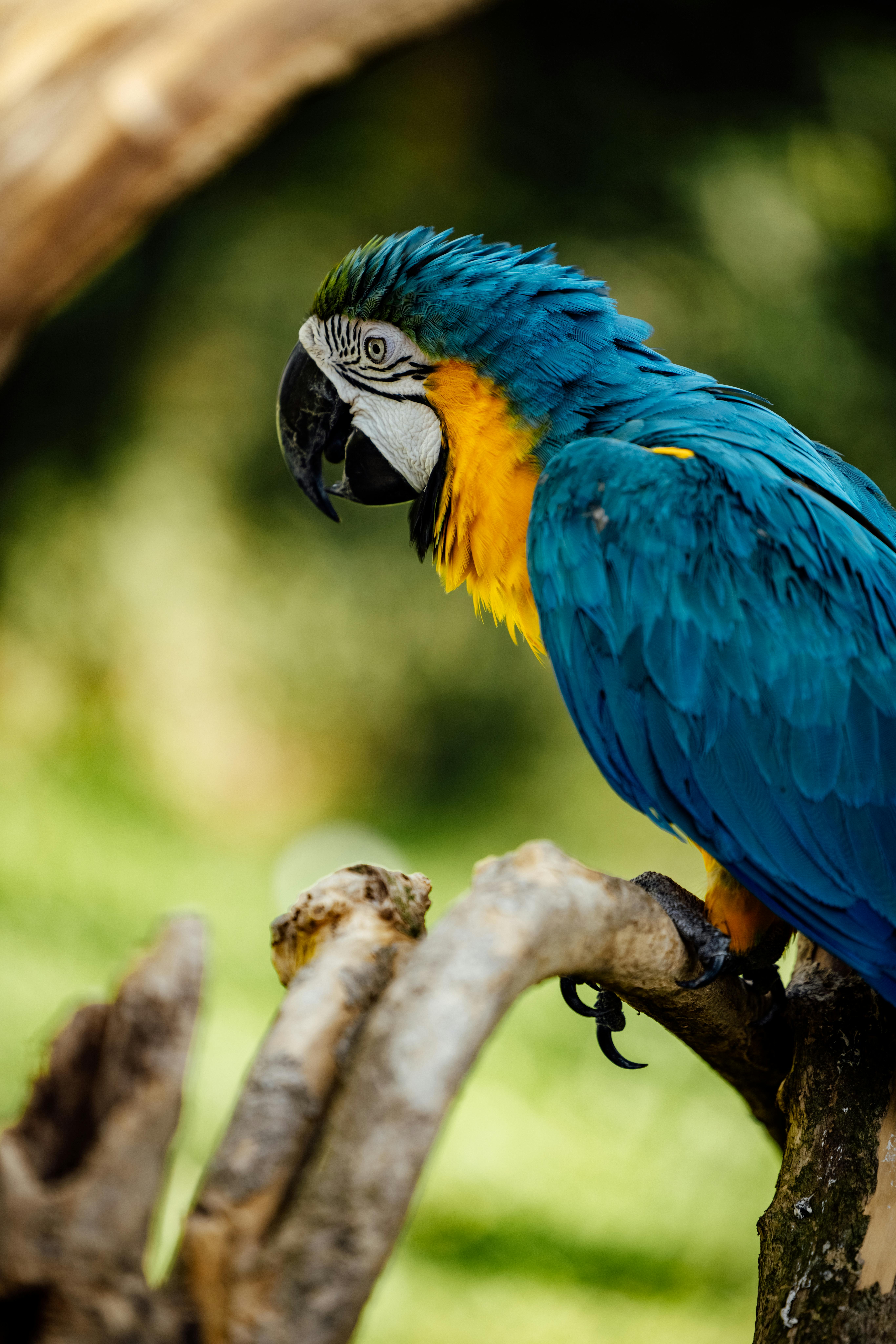 Blue-throated Parrot in the Zoo · Free Stock Photo