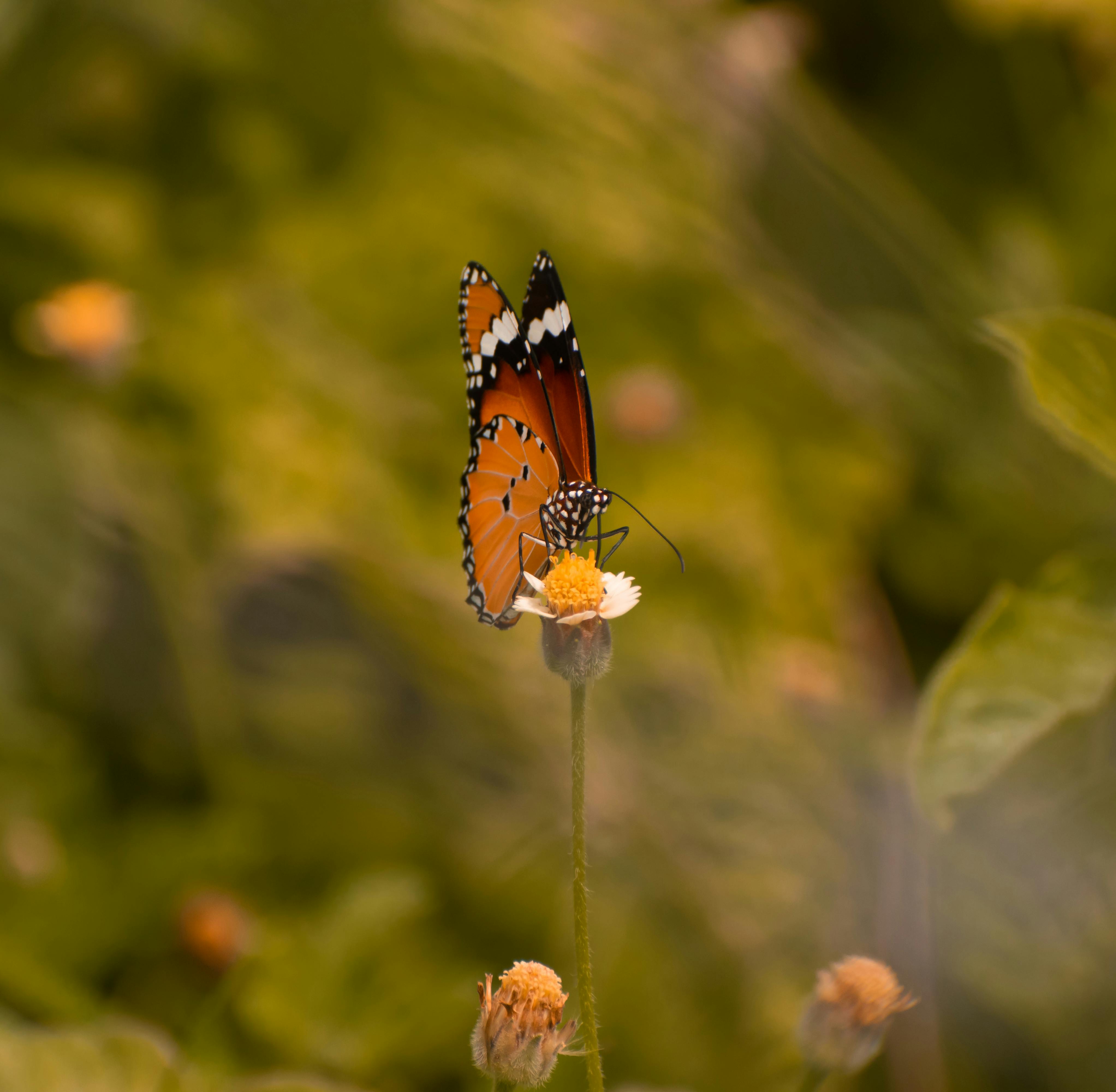 Monarch Butterfly Collecting Nectar From Wildflowers · Free Stock Photo