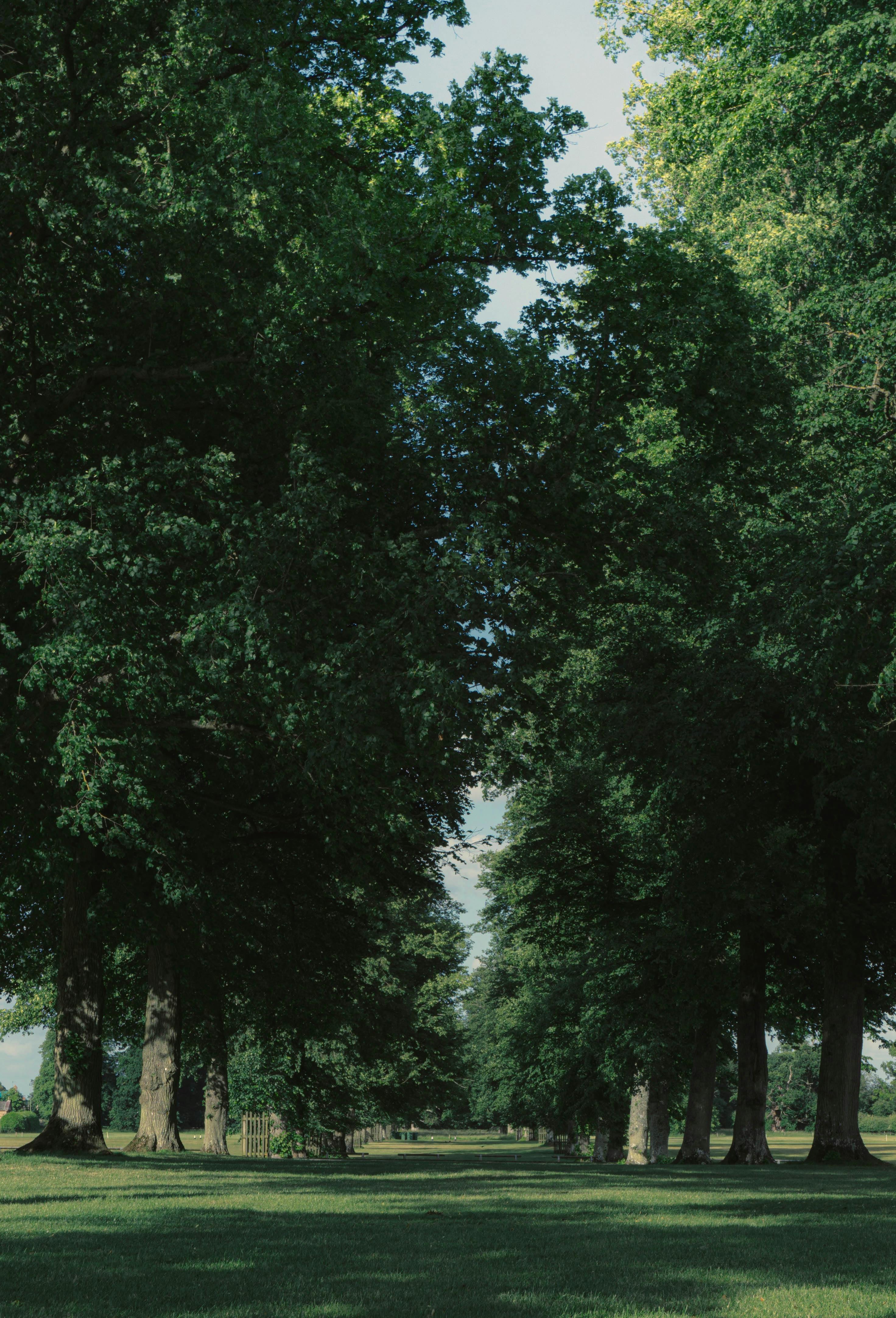 Shack among Trees in Forest · Free Stock Photo