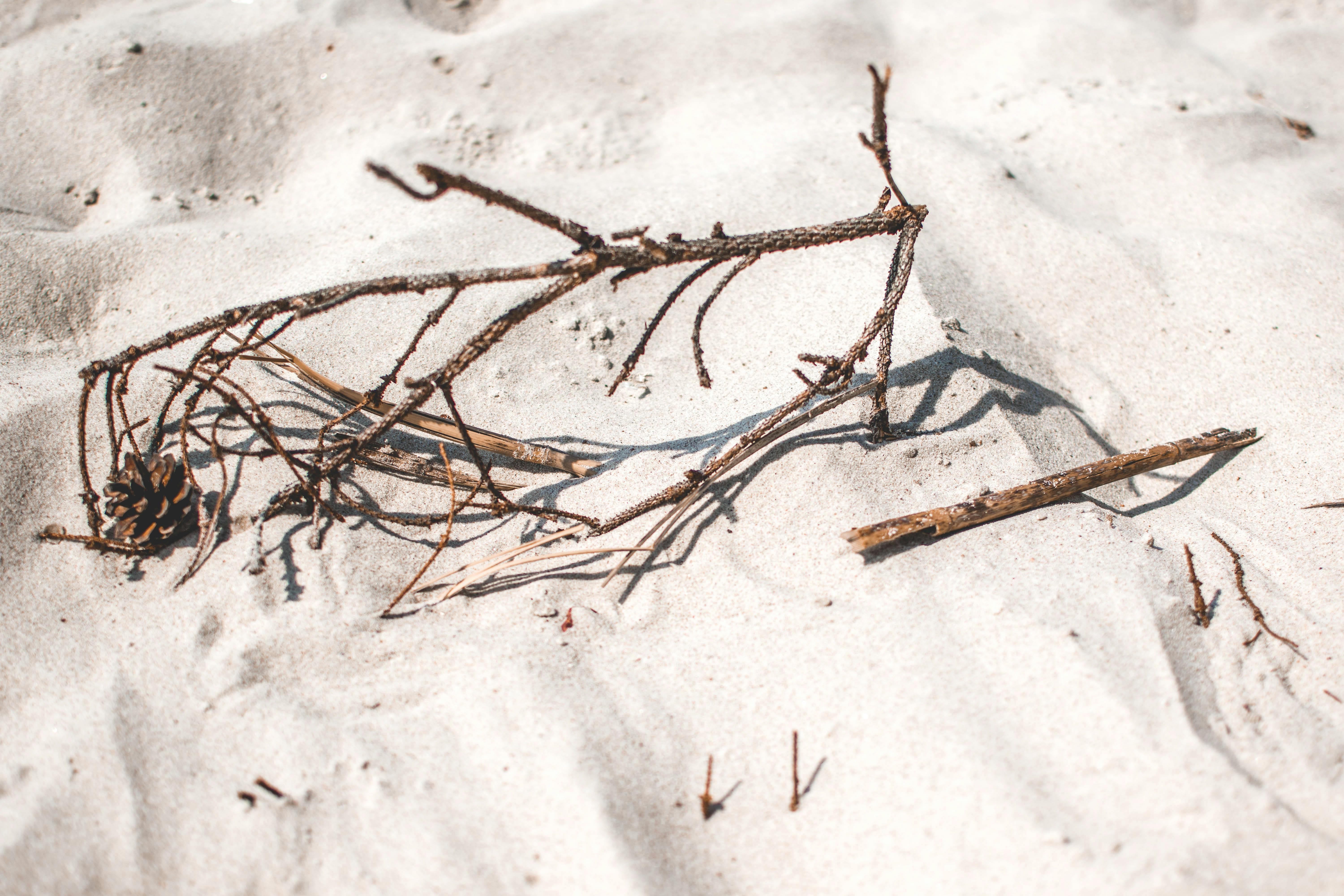 Close-Up Shot of Tree Branches on the Sand · Free Stock Photo