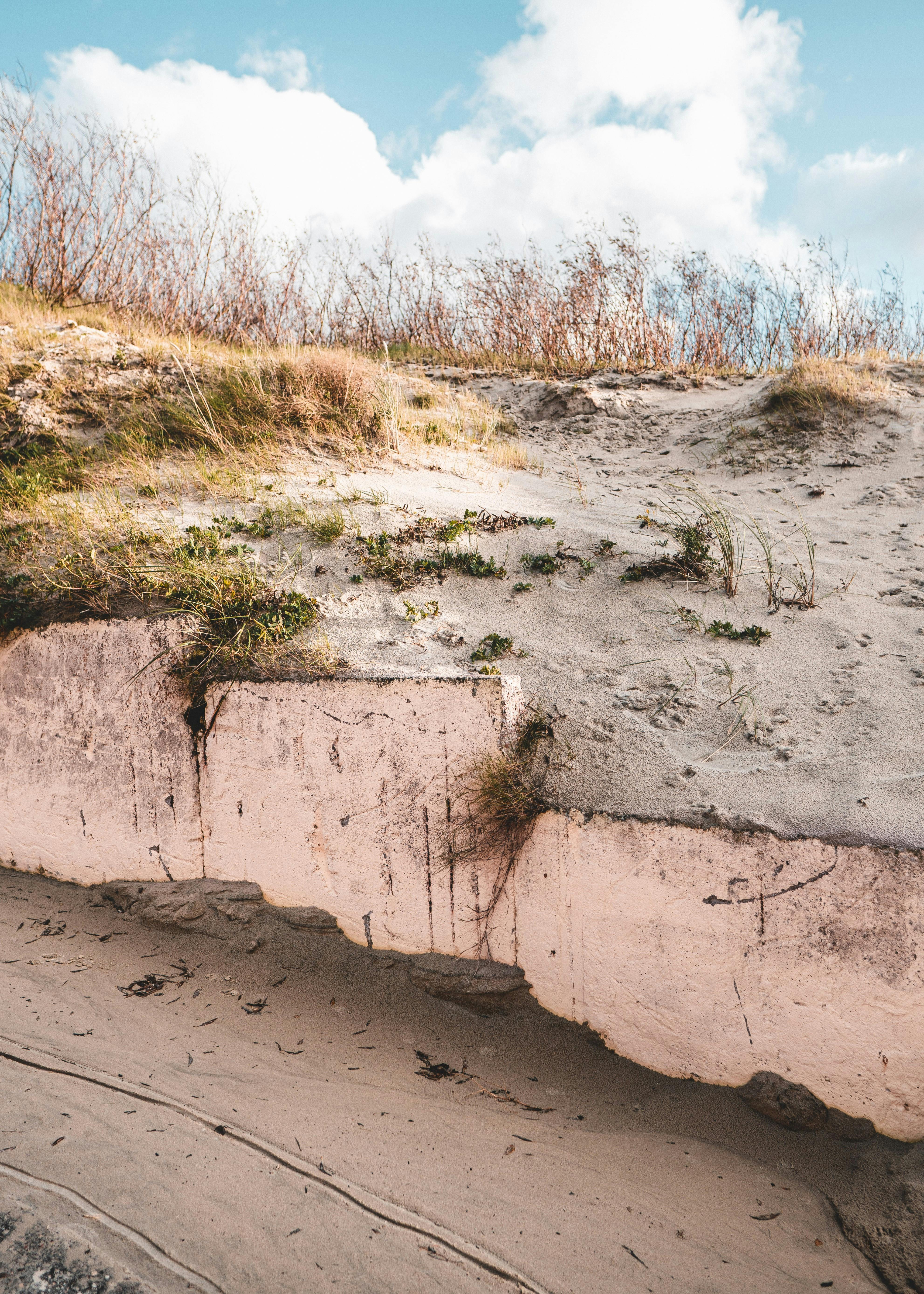 Cladium Procerum Photos, Download The BEST Free Cladium Procerum Stock ...