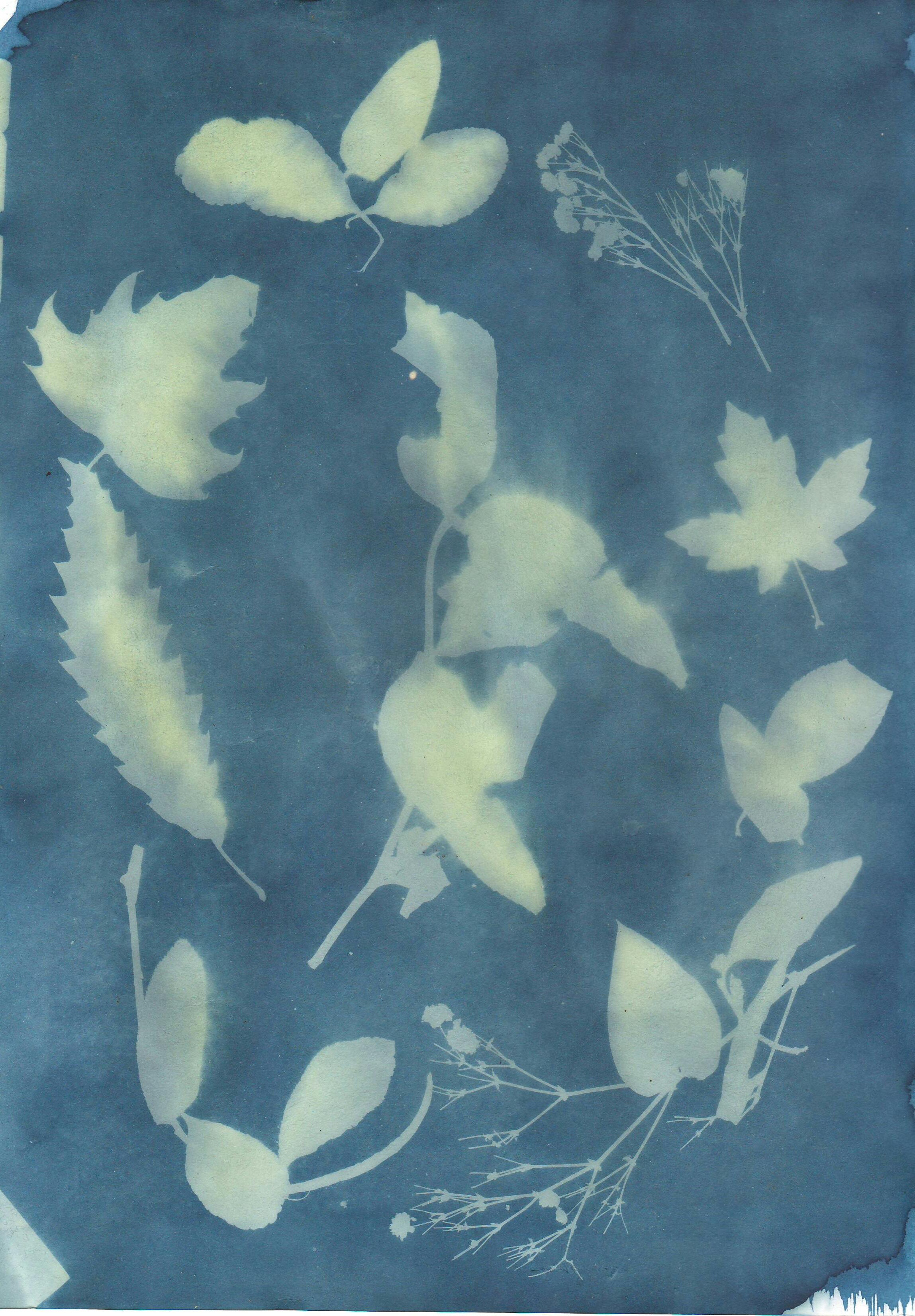 Cyanotype Art of Various Plants and Flowers · Free Stock Photo