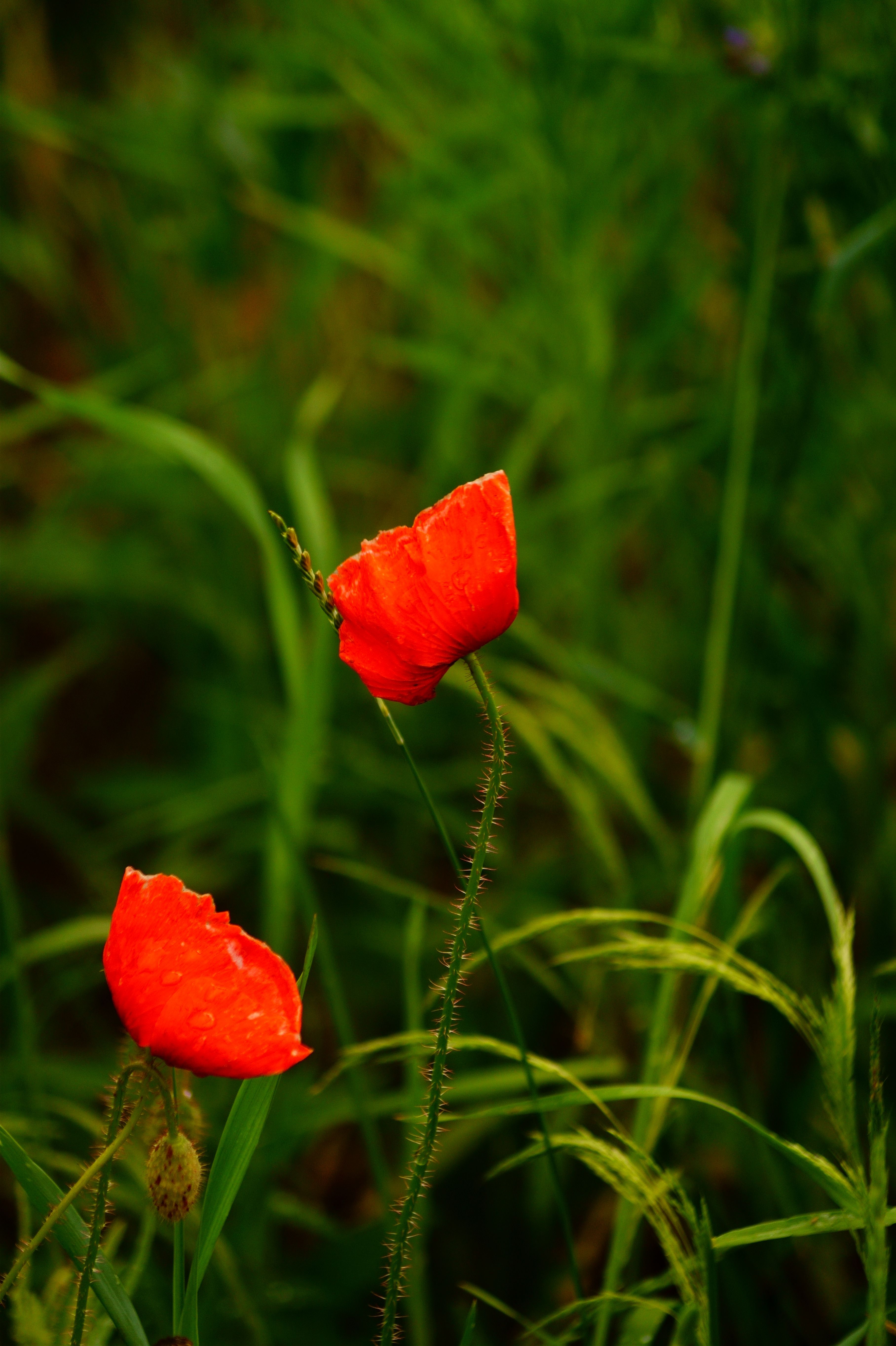 Close-up Photo of Red Flowers · Free Stock Photo