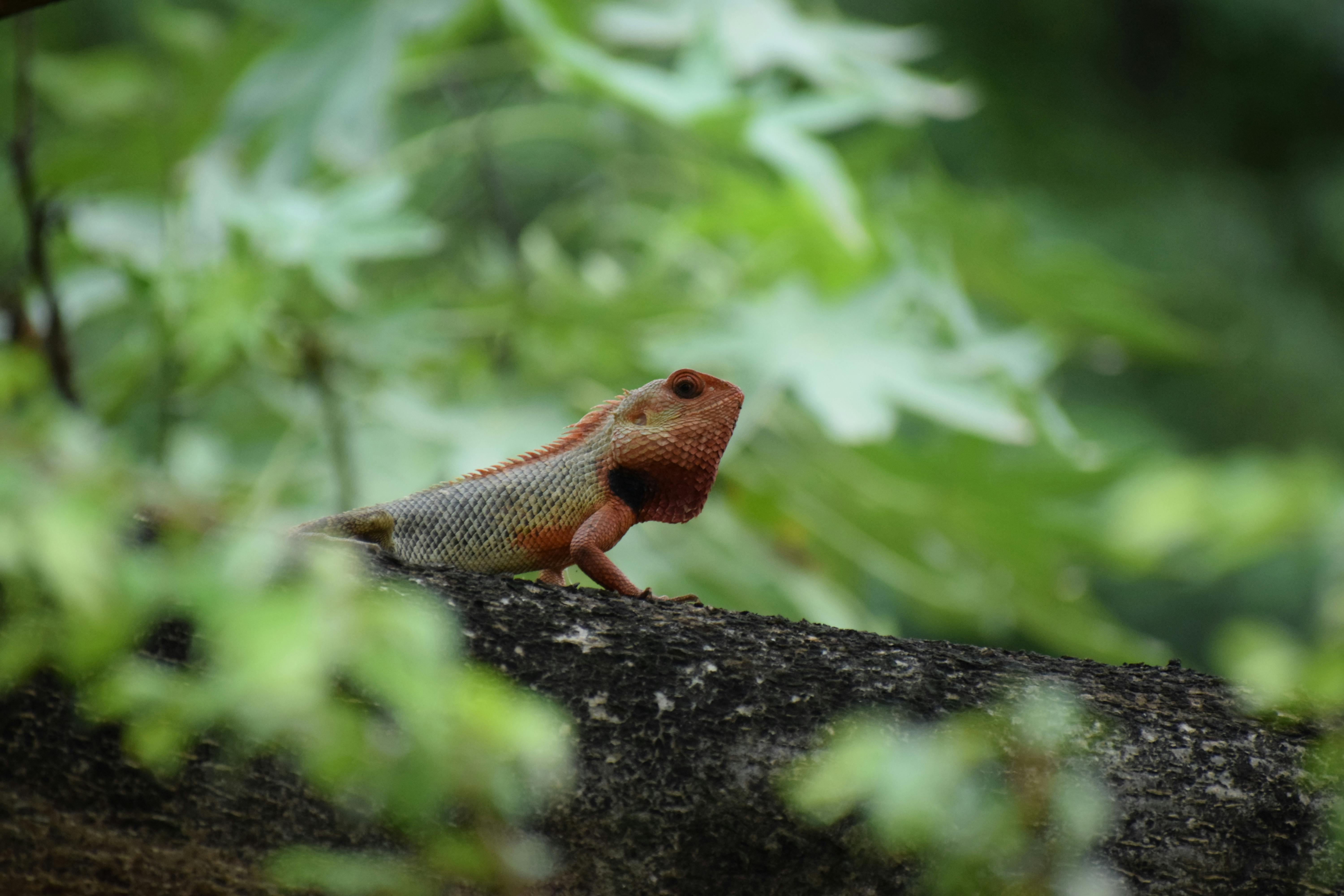 Calotes Photos, Download The BEST Free Calotes Stock Photos & HD Images