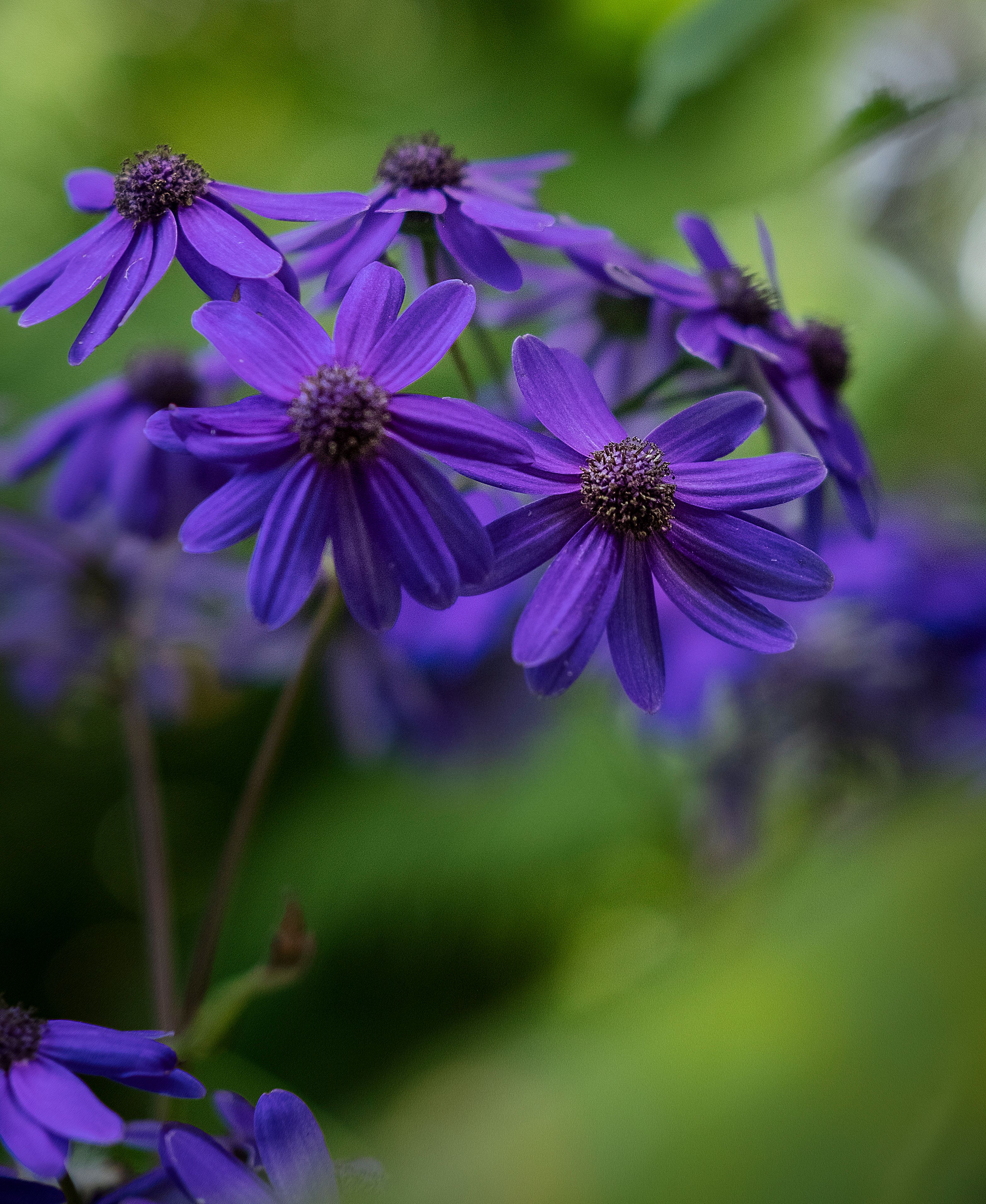 Close-Up Shot of Blue Flowers in Bloom · Free Stock Photo