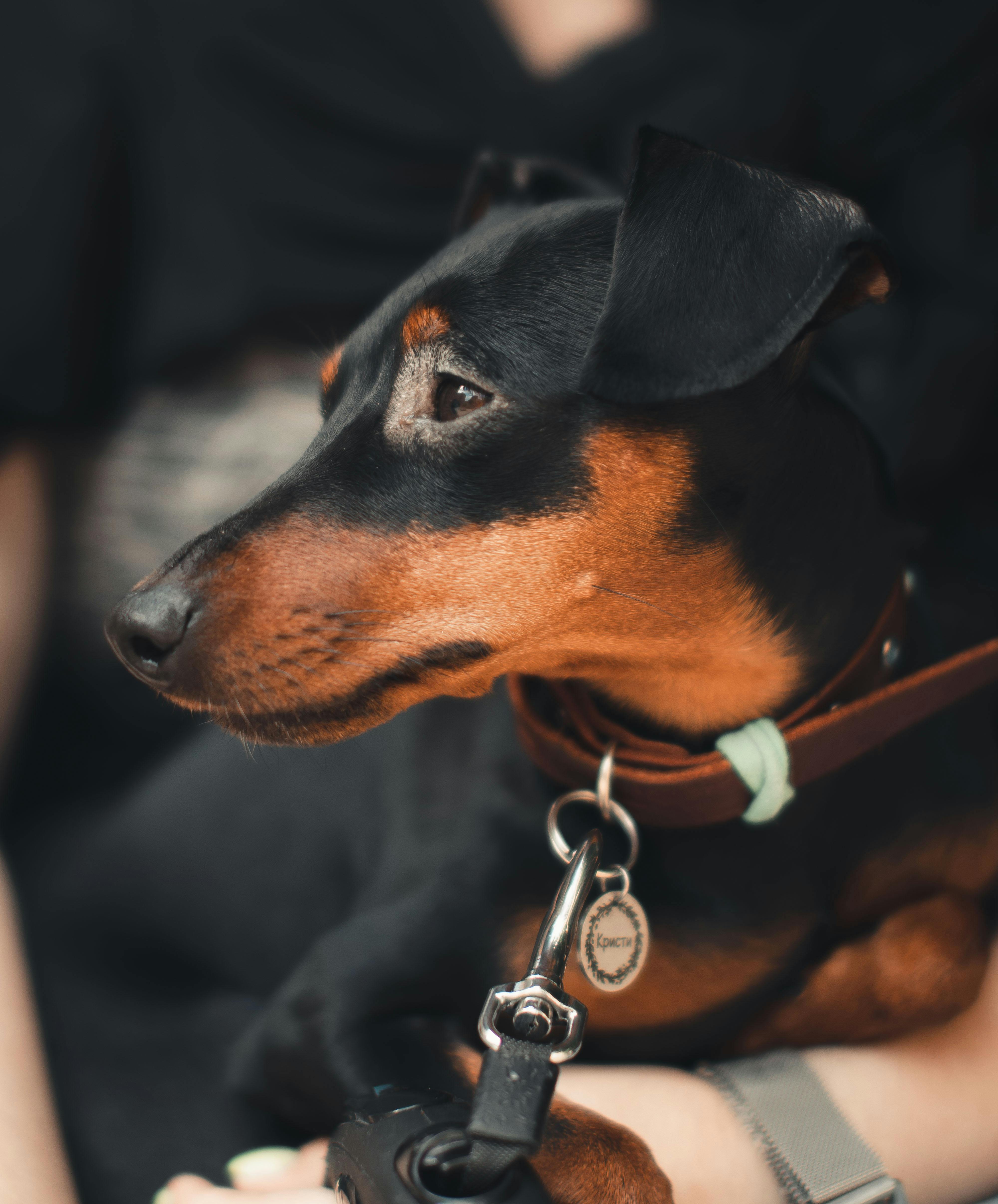 Close-Up Shot of a Miniature Pinscher · Free Stock Photo