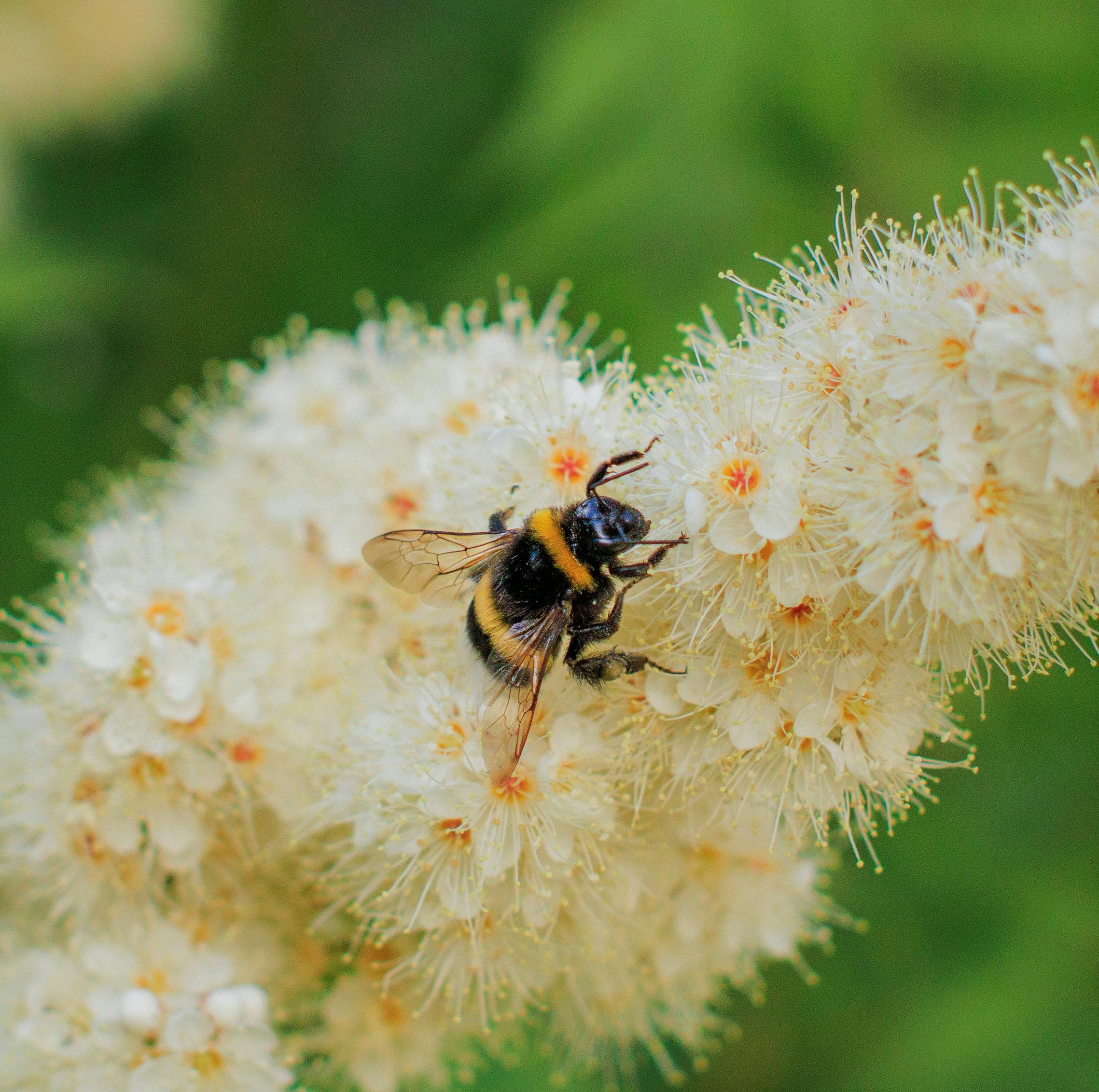 Insect Diversity Photos, Download The BEST Free Insect Diversity Stock ...