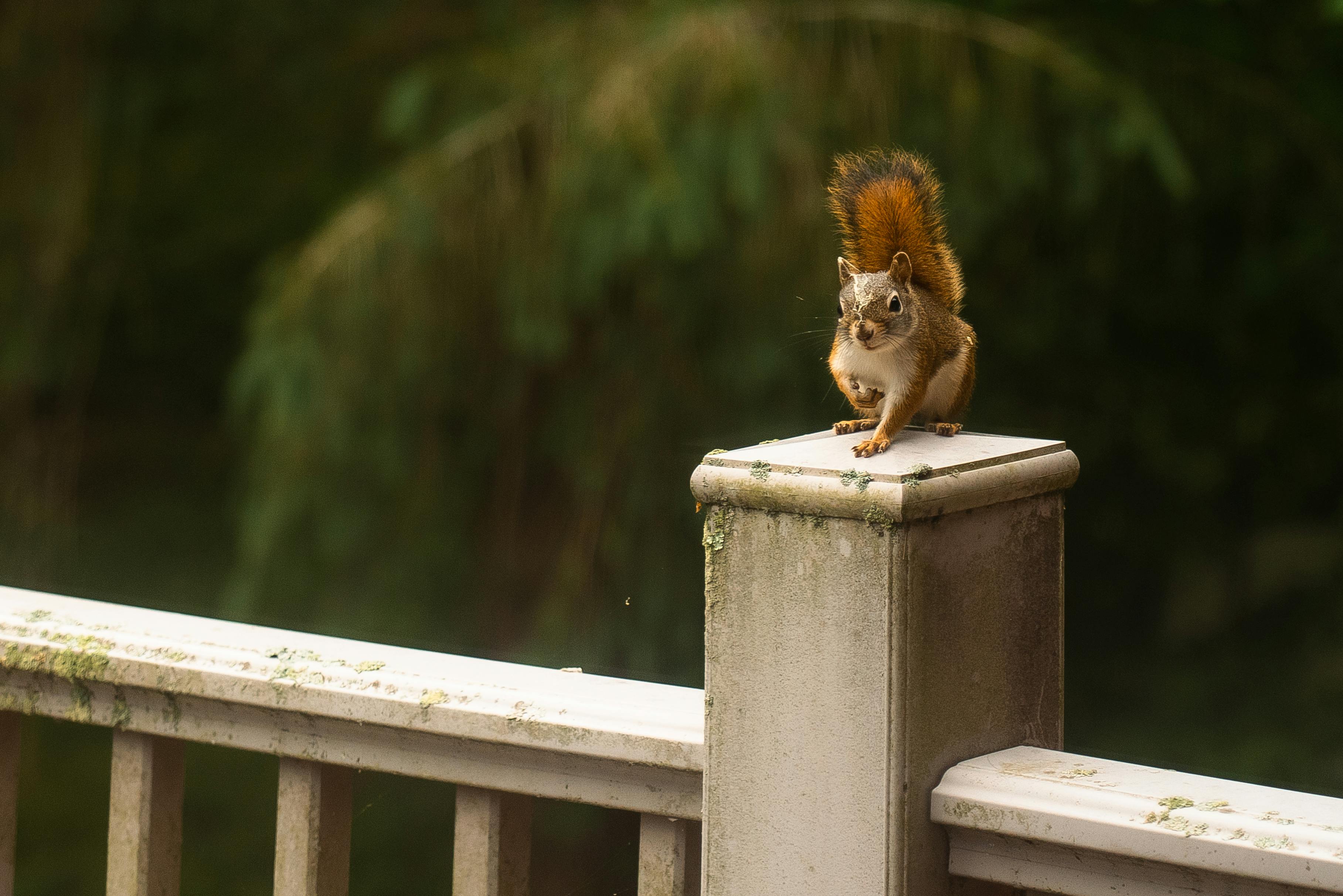 Close Up Photography of Brown Animal · Free Stock Photo