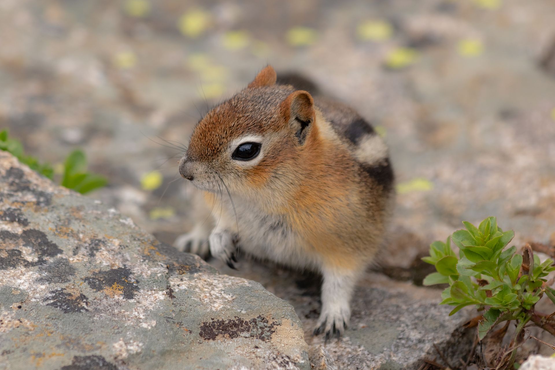 Large Rodents North America: What You Need to Know