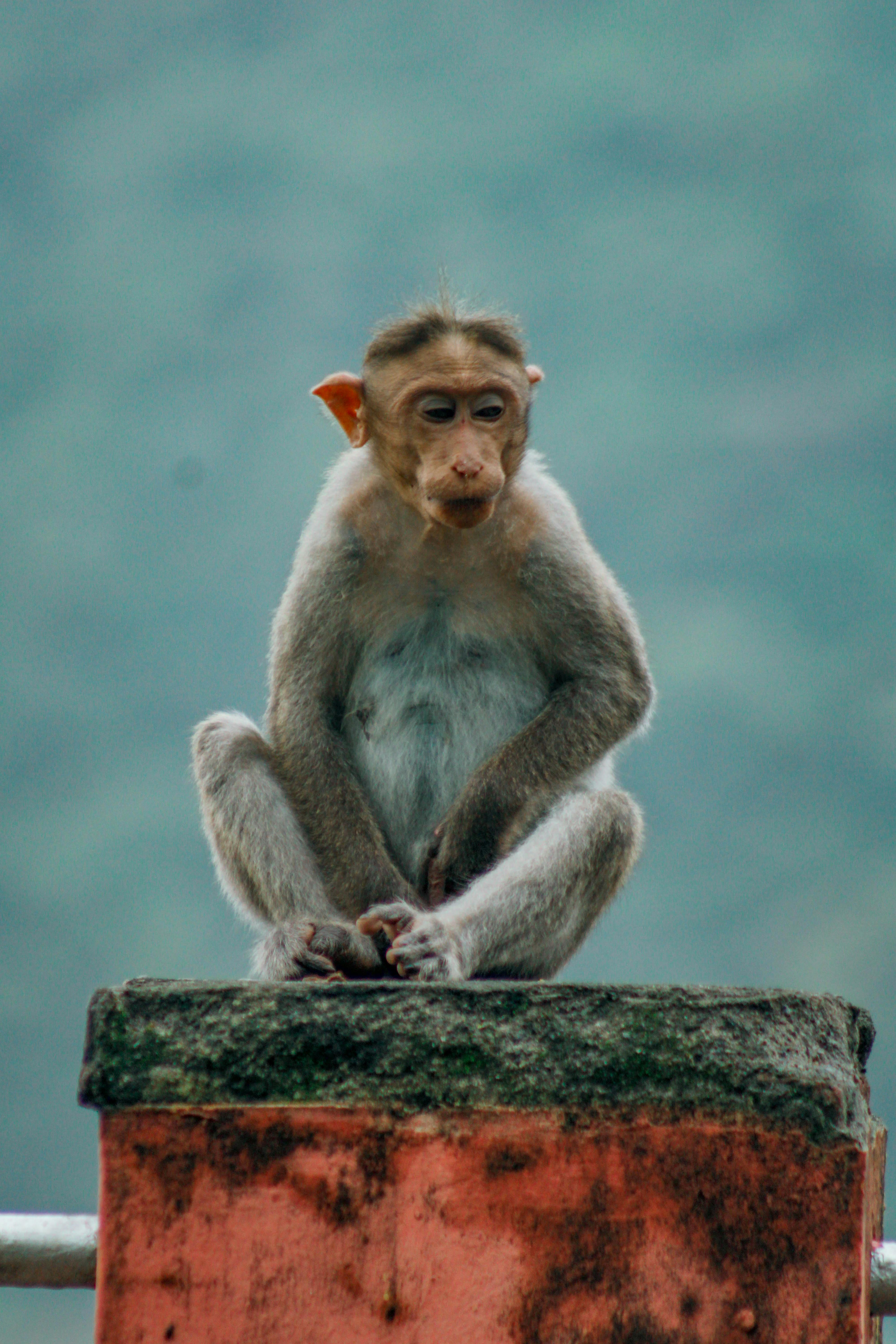 Tow Monkey Holding the Rope on Brown Wooden Log Near Body of Water ...