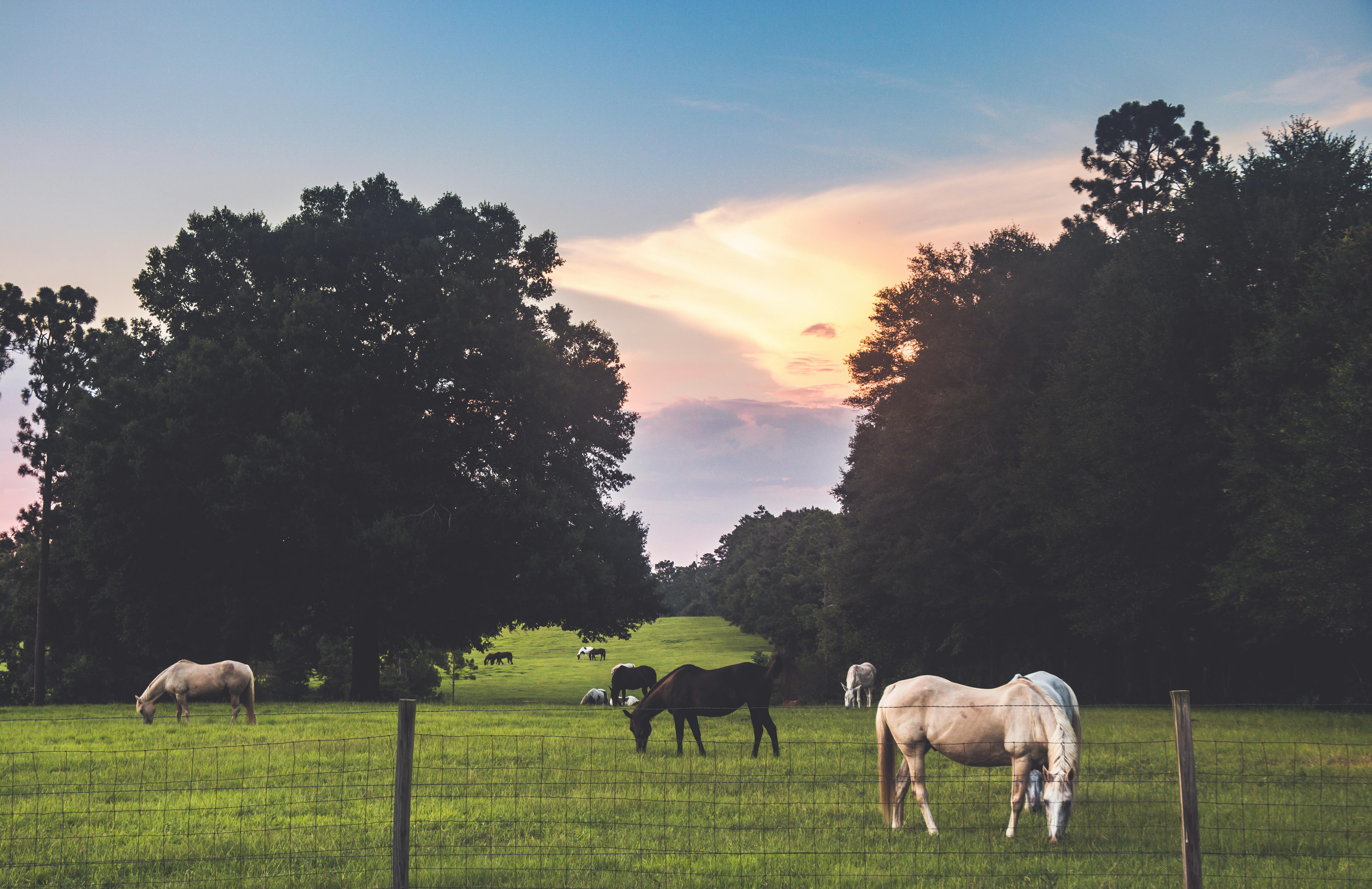 Horses In A Farm · Free Stock Photo