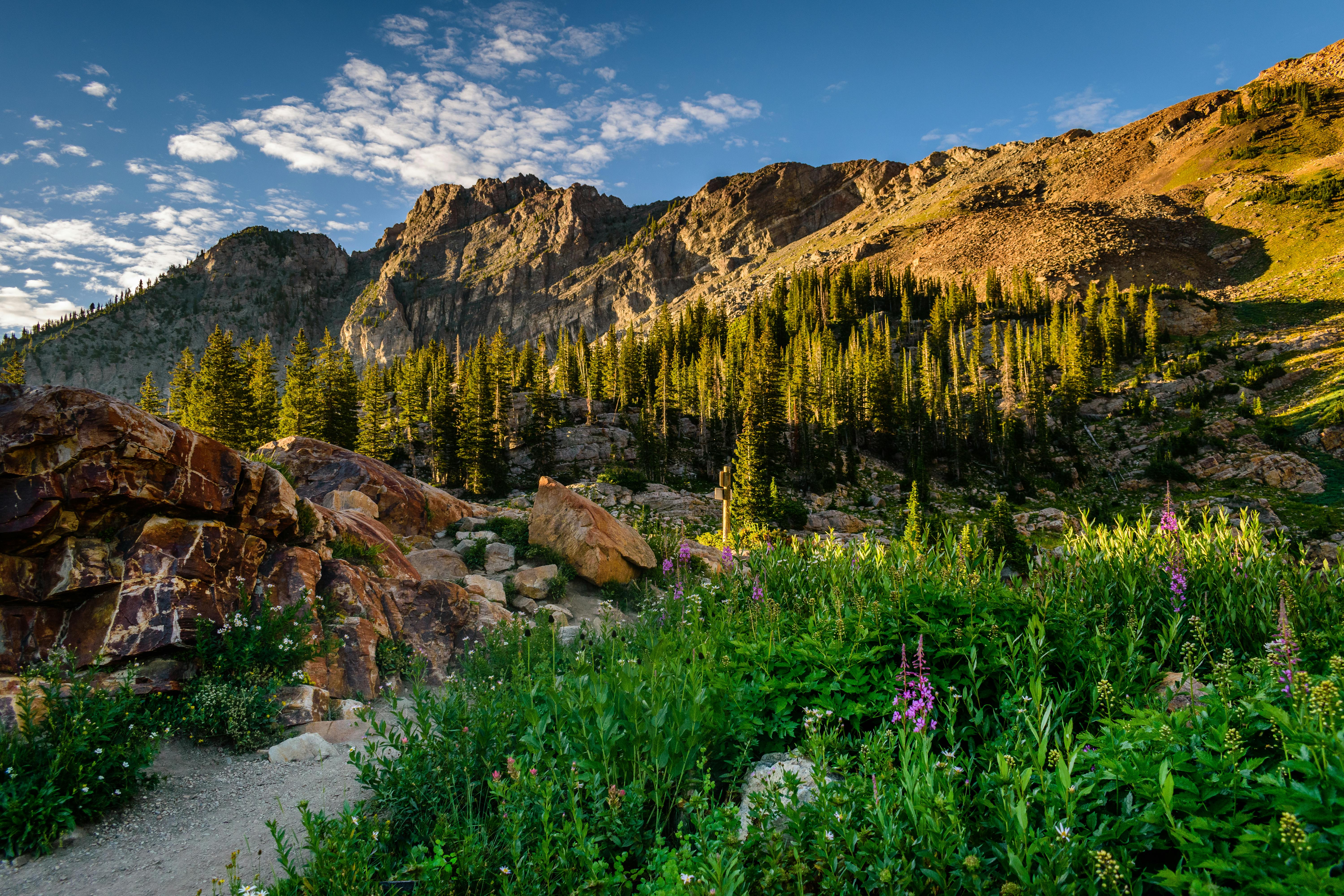 Mountain With Green Trees · Free Stock Photo