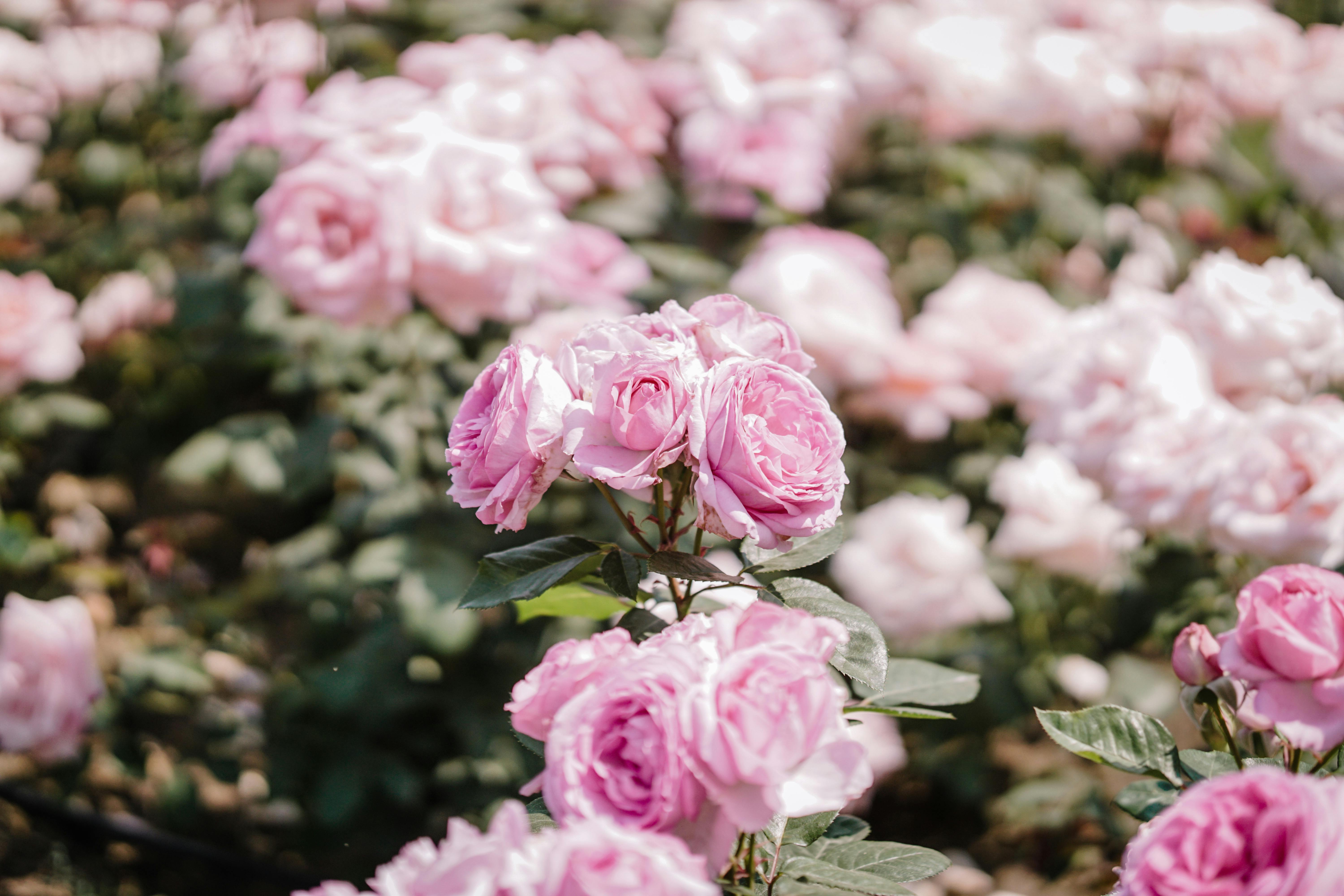 Pink Roses · Free Stock Photo