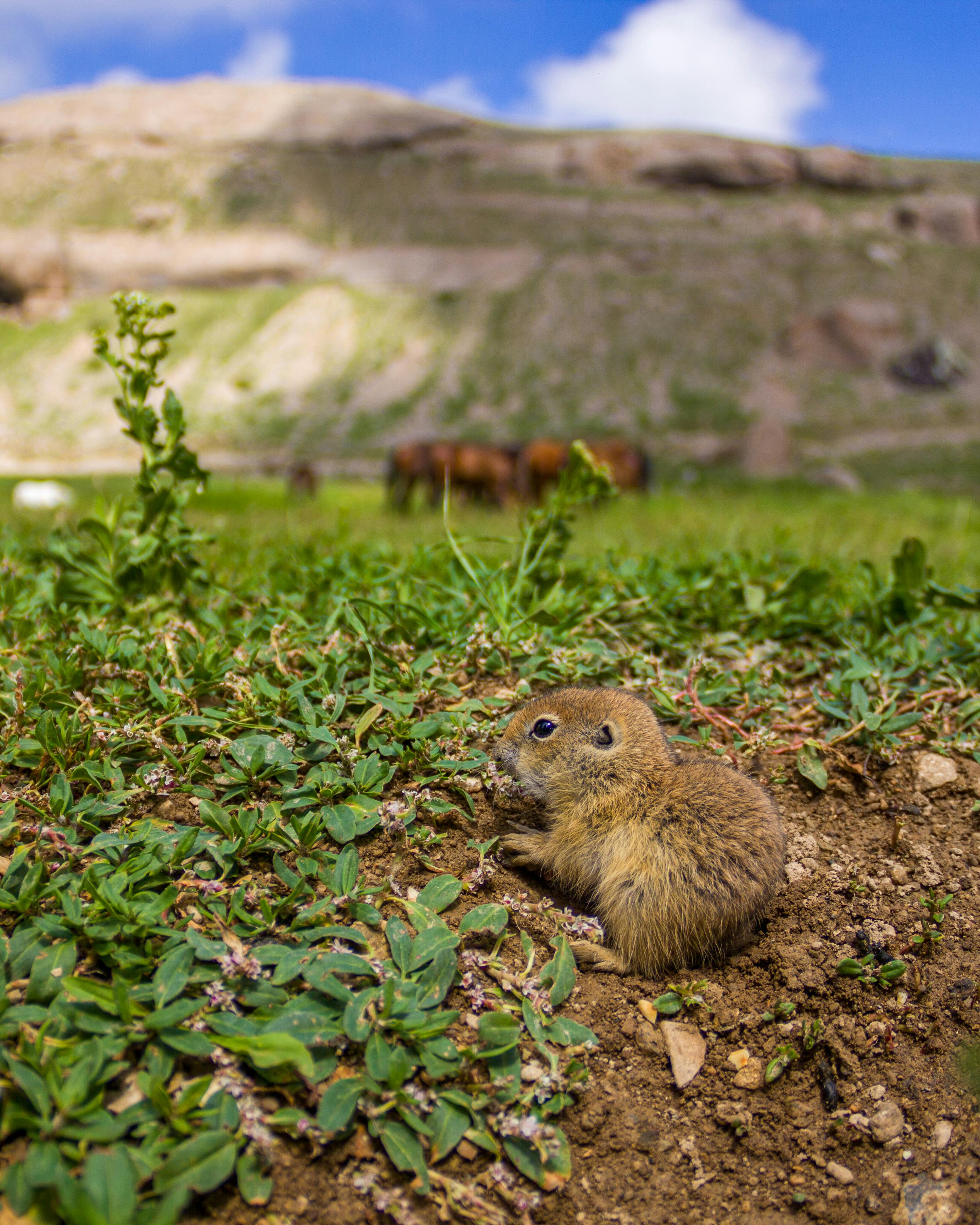 Brown Rodent on Green Grass · Free Stock Photo