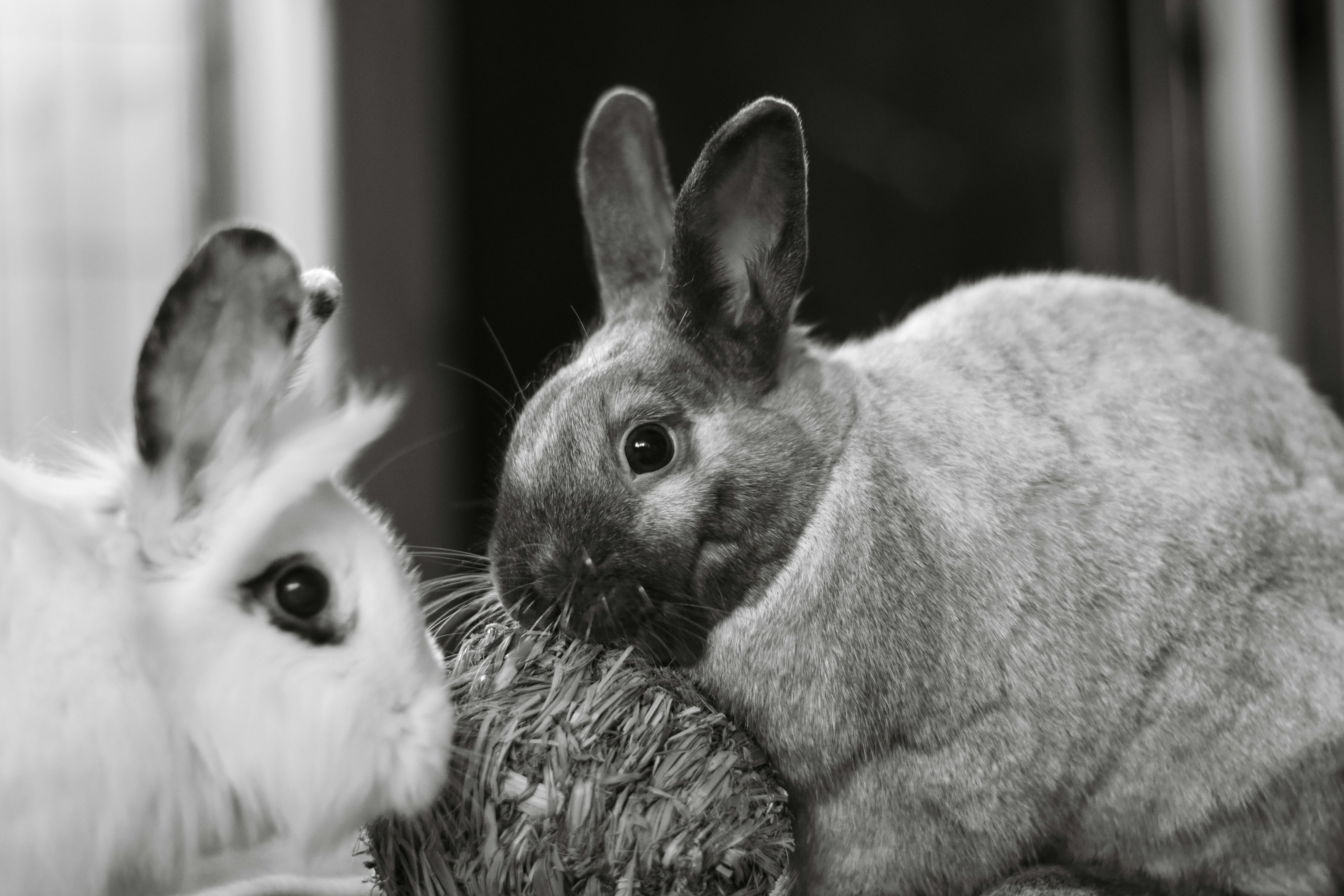 Rabbits in Black and White Photo · Free Stock Photo