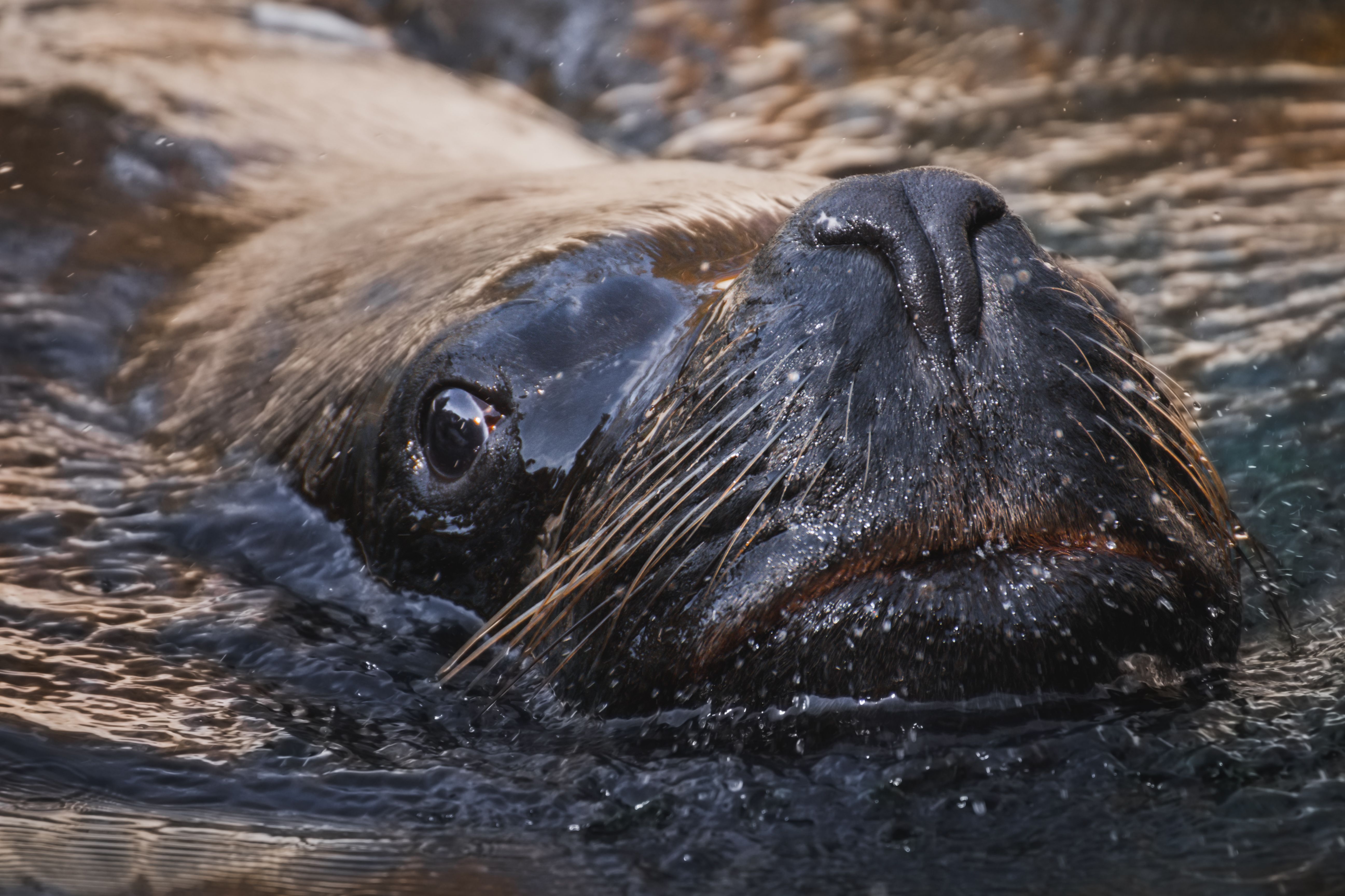 Fur Seals Flippers Photos, Download The BEST Free Fur Seals Flippers ...