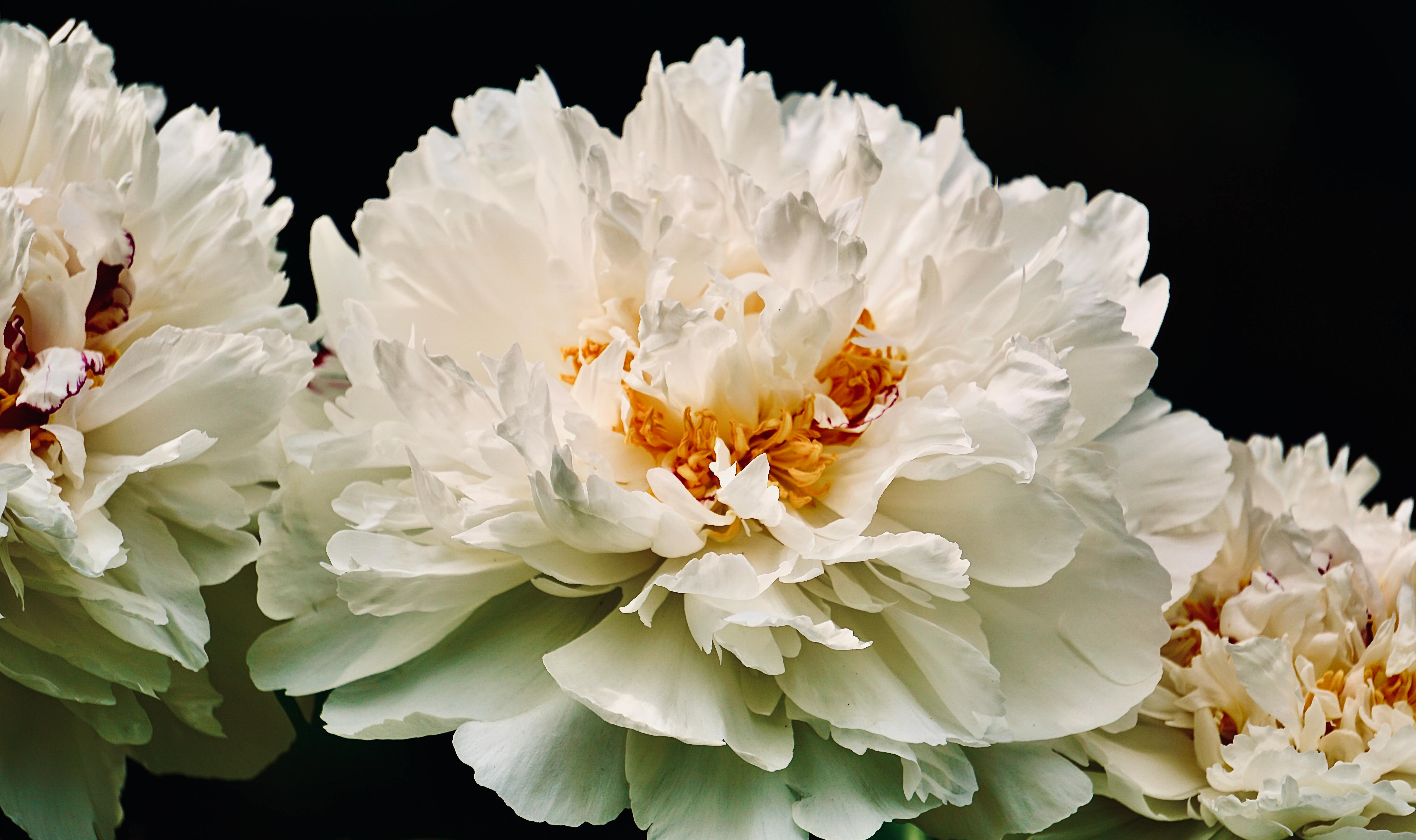 A Beautiful Flowers on a Chanel Paper Bag · Free Stock Photo
