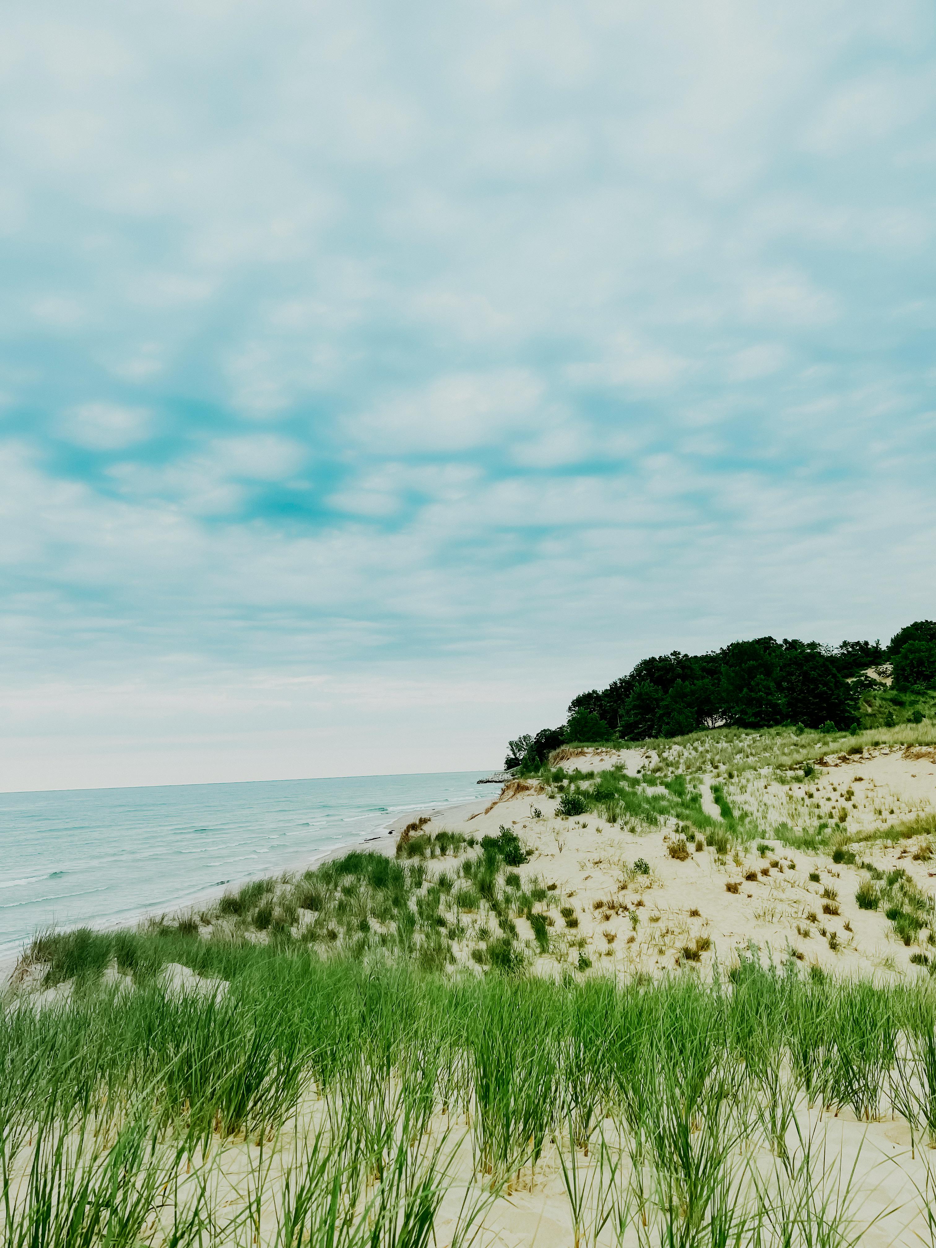 Green Grass on the Beach Shore · Free Stock Photo