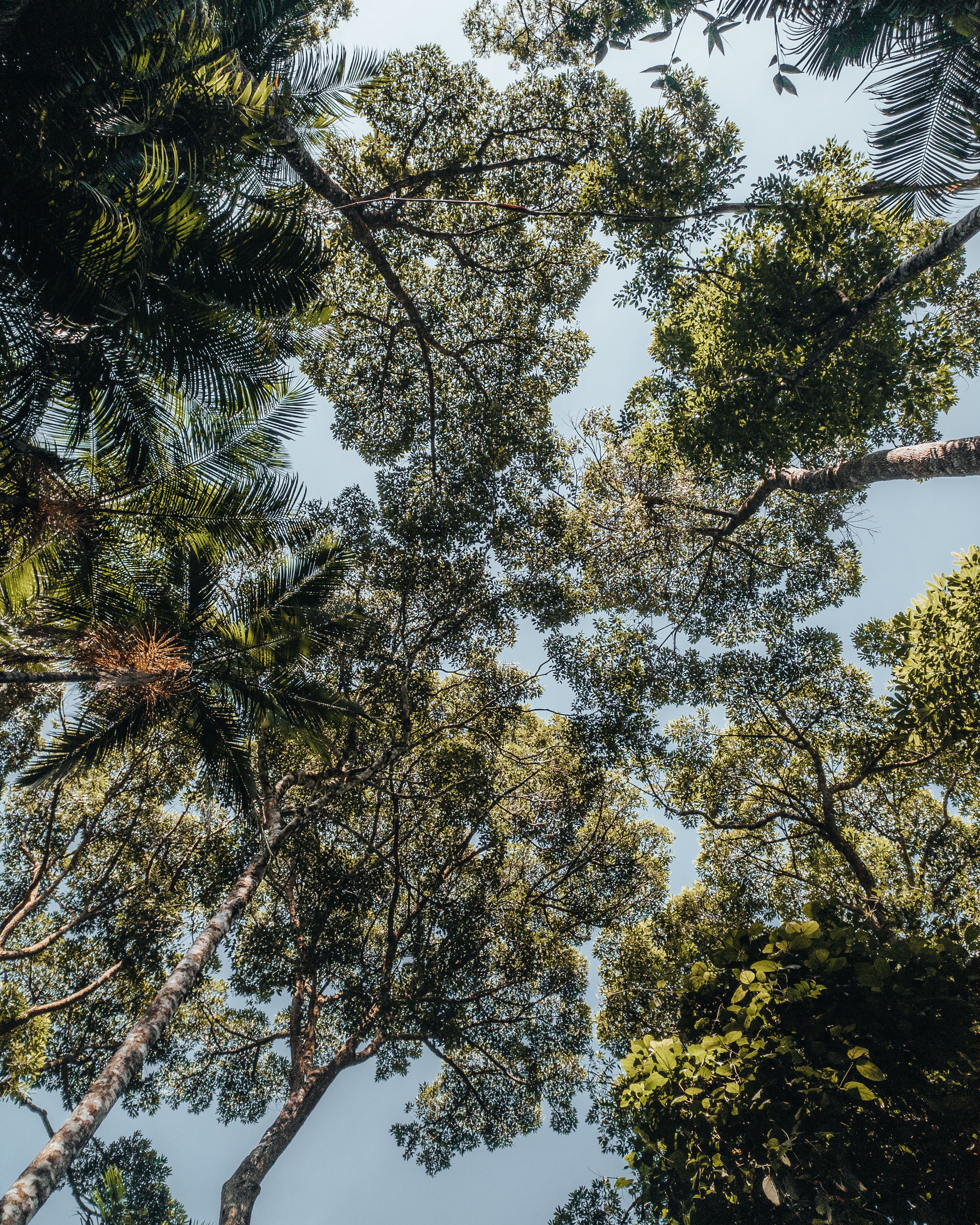 Photo of Trees Canopy Seen from the Ground · Free Stock Photo